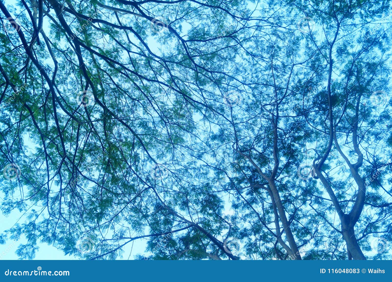 The Landscape of the Branches and Leaves of a Dense Tree Stock Image ...