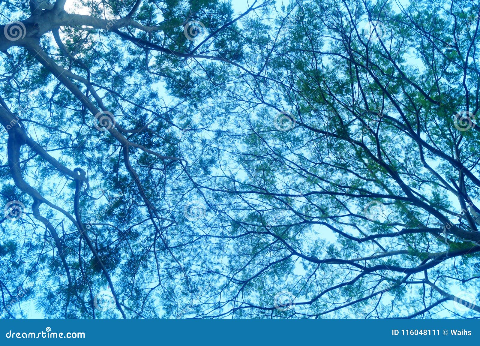 The Landscape of the Branches and Leaves of a Dense Tree Stock Image ...