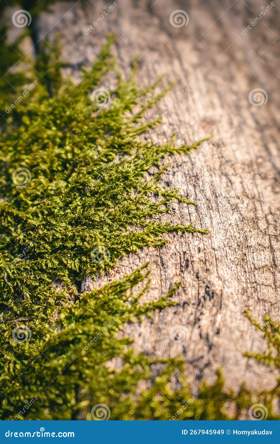 A Dense Layer of Green Moss on a Tree Trunk. Stock Image - Image of ...