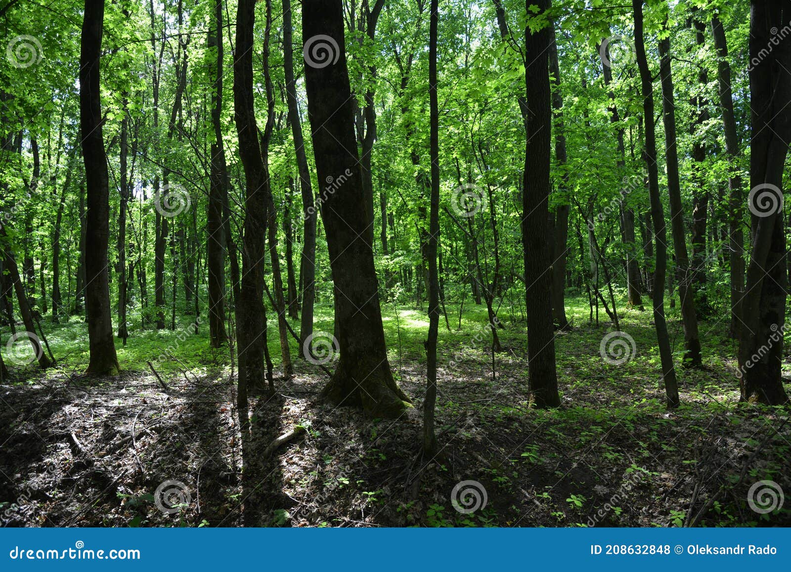 A Dense Leafy Forest Landscape. a Young Temperate Deciduous Green ...