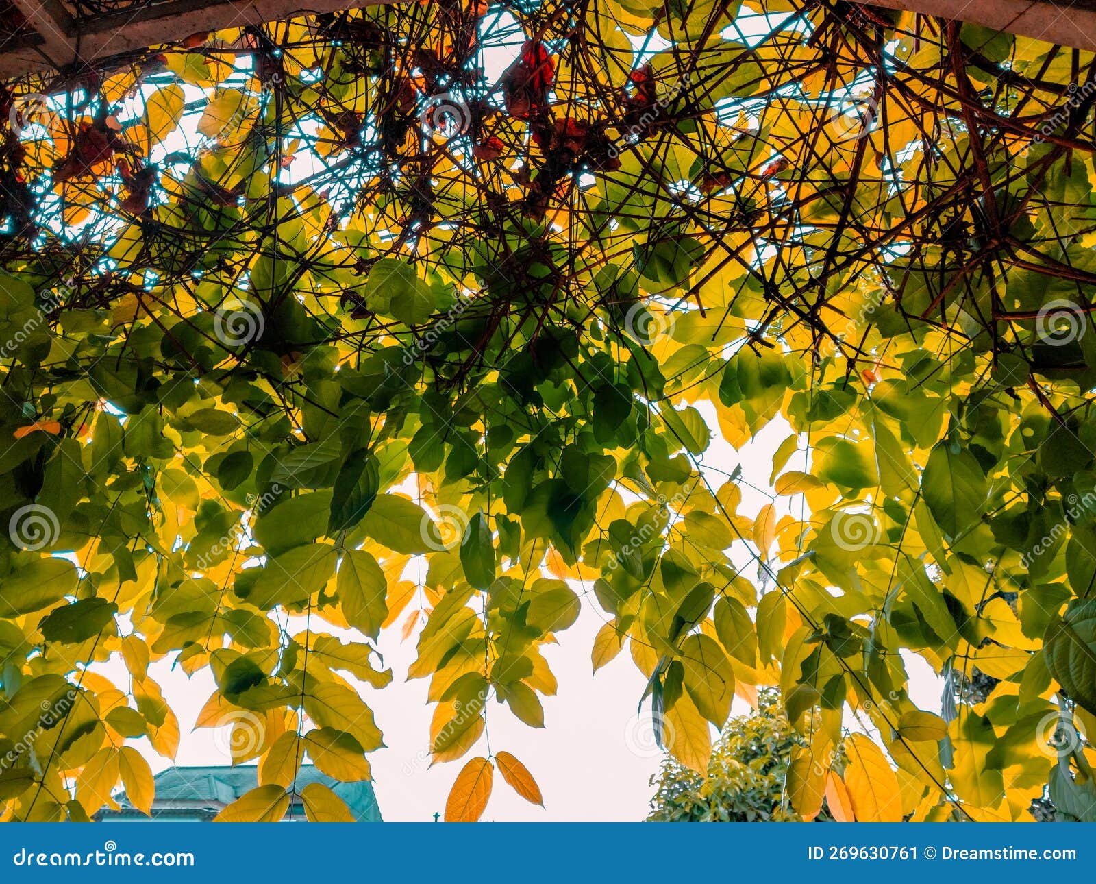 Dense Leaves Block the Sunlight. Stock Image - Image of hill, frond ...