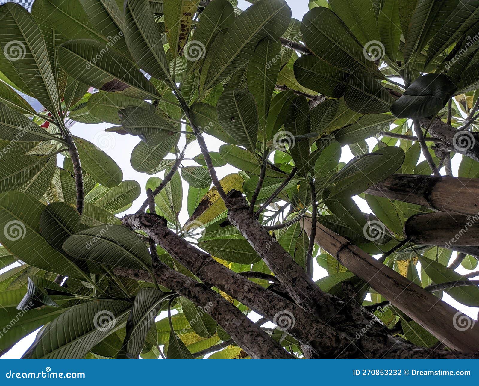 The Dense Leaves of the Frangipani Tree Stock Photo - Image of leaves ...