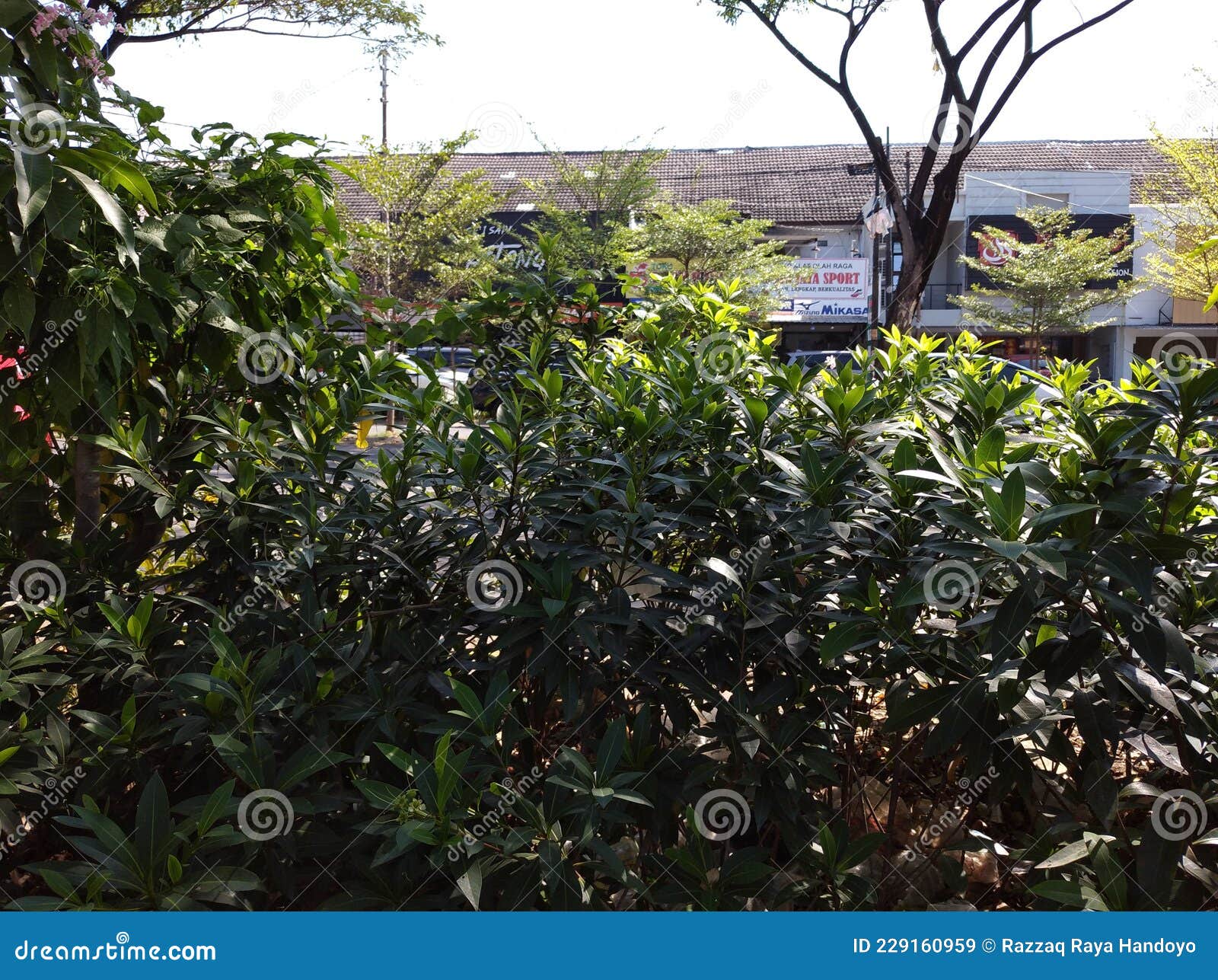 Dense Leaves in Front of the Building Stock Image - Image of ...