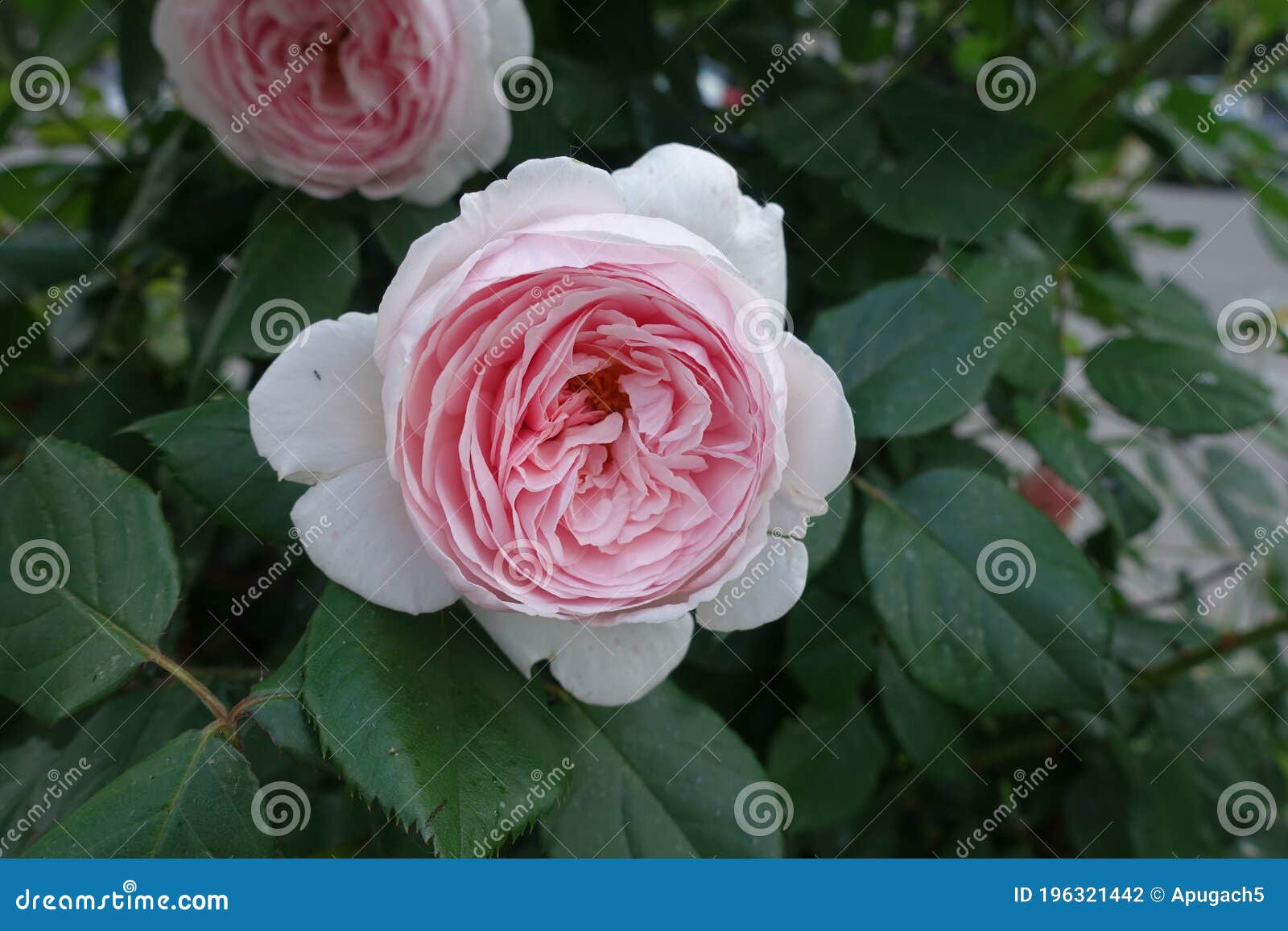Dense Light Pink Double Flower of Rose Stock Photo - Image of leaf ...