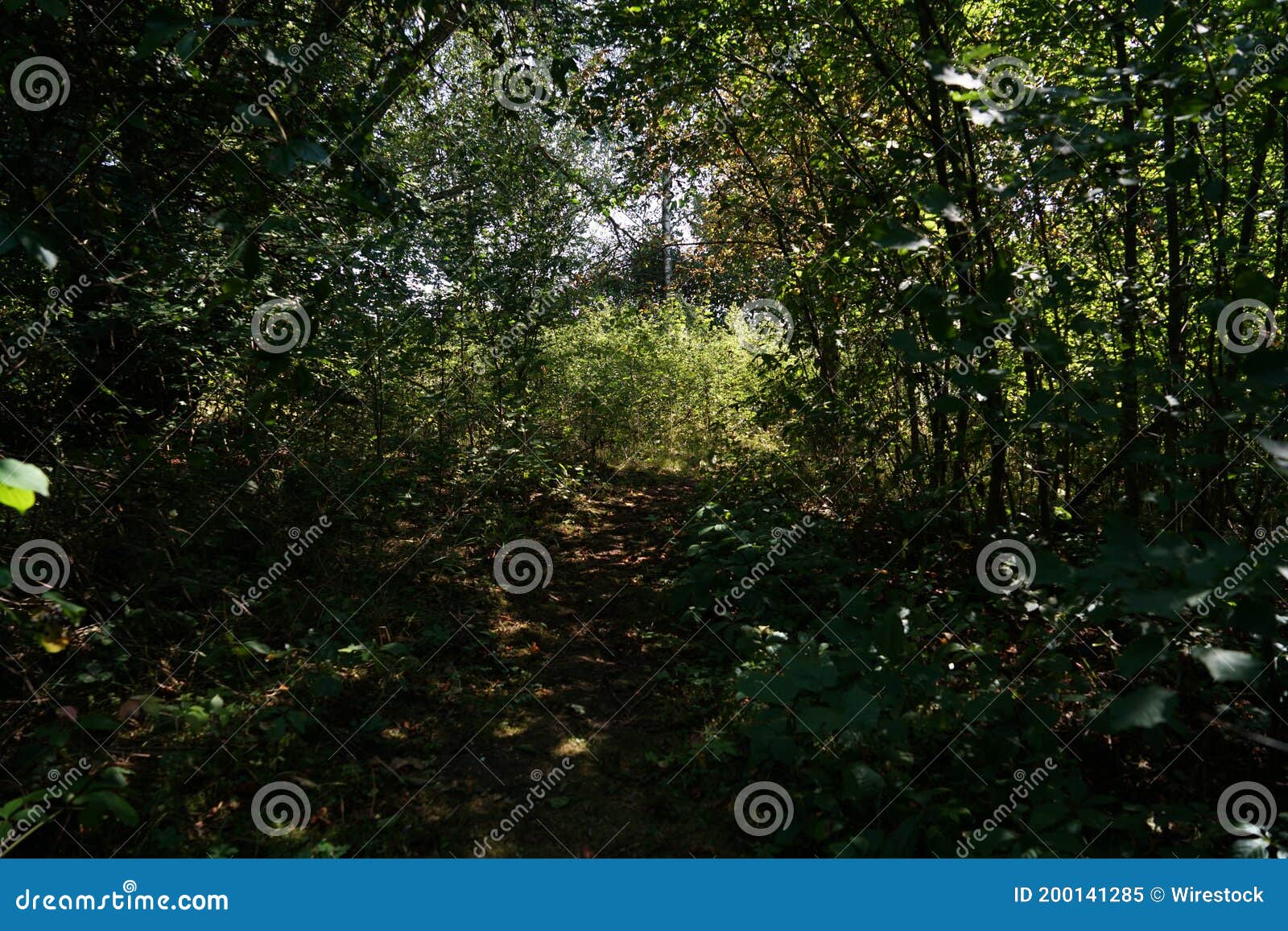 Dense Messy Forest Foliage in the Summer Stock Image - Image of dense ...