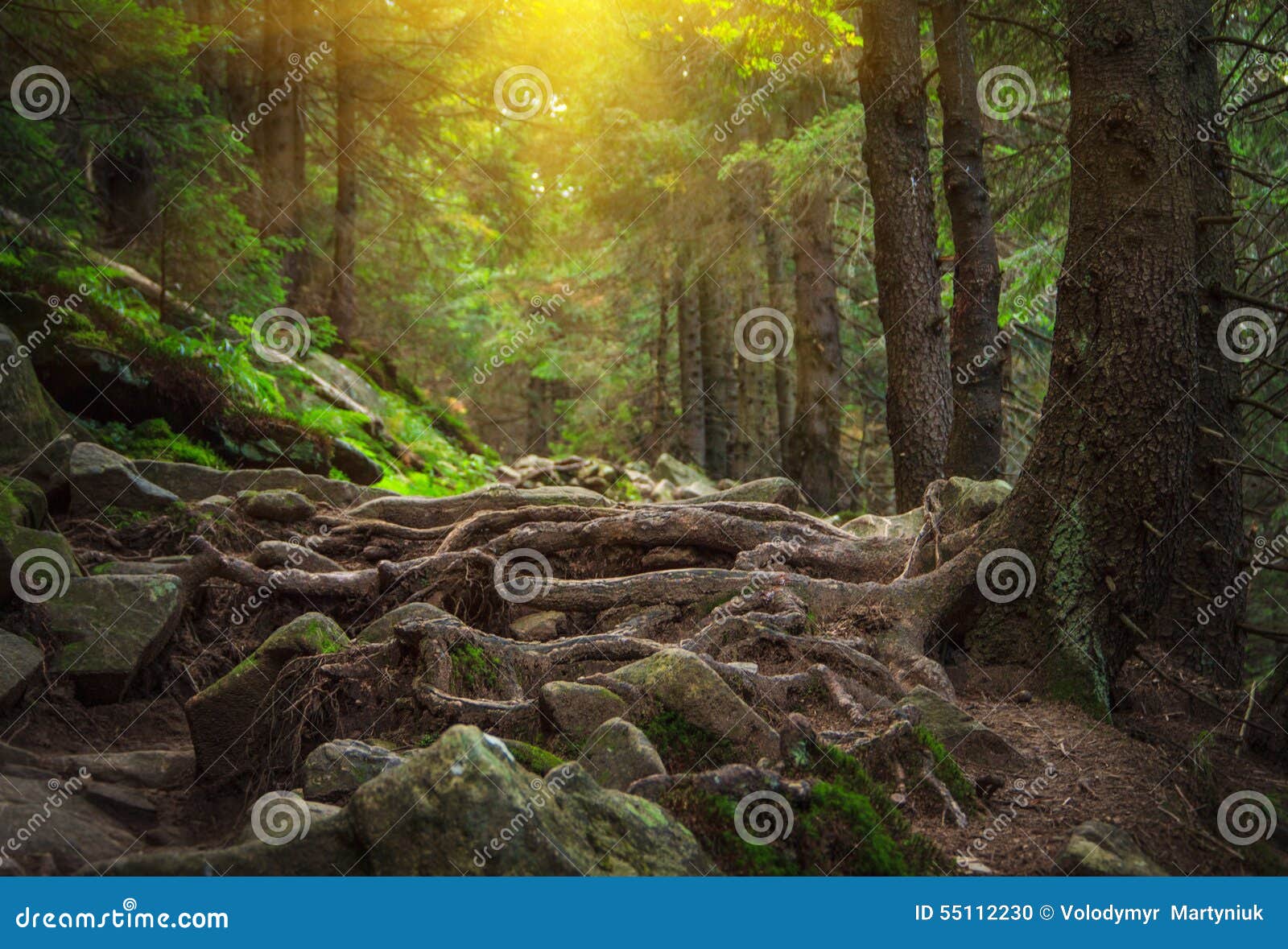 Dense Mountain Forest and Path between the Roots of Trees. Stock Photo ...