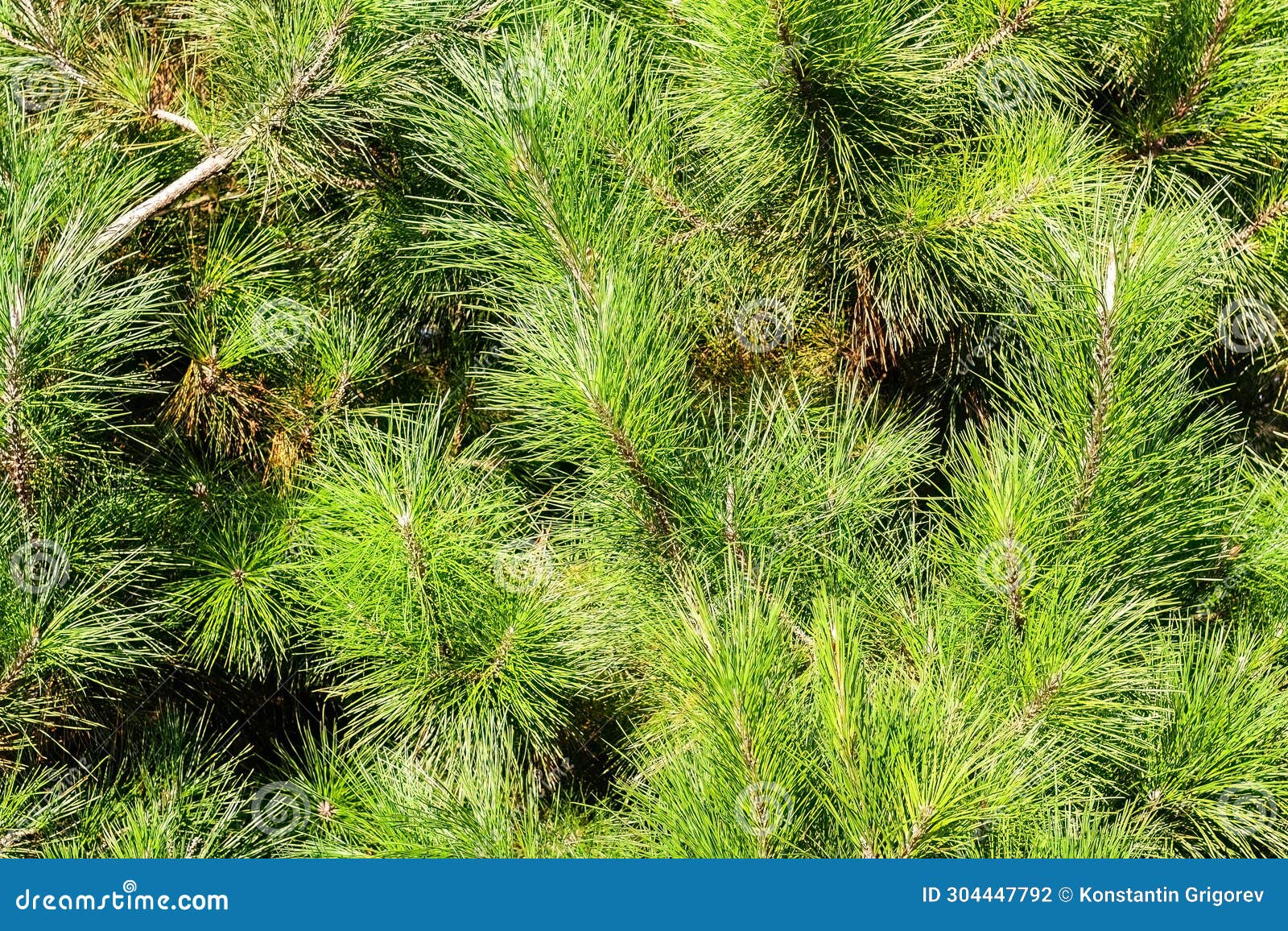 Dense Needles of Pine Branches on Pinus Radiata Tree Stock Photo ...
