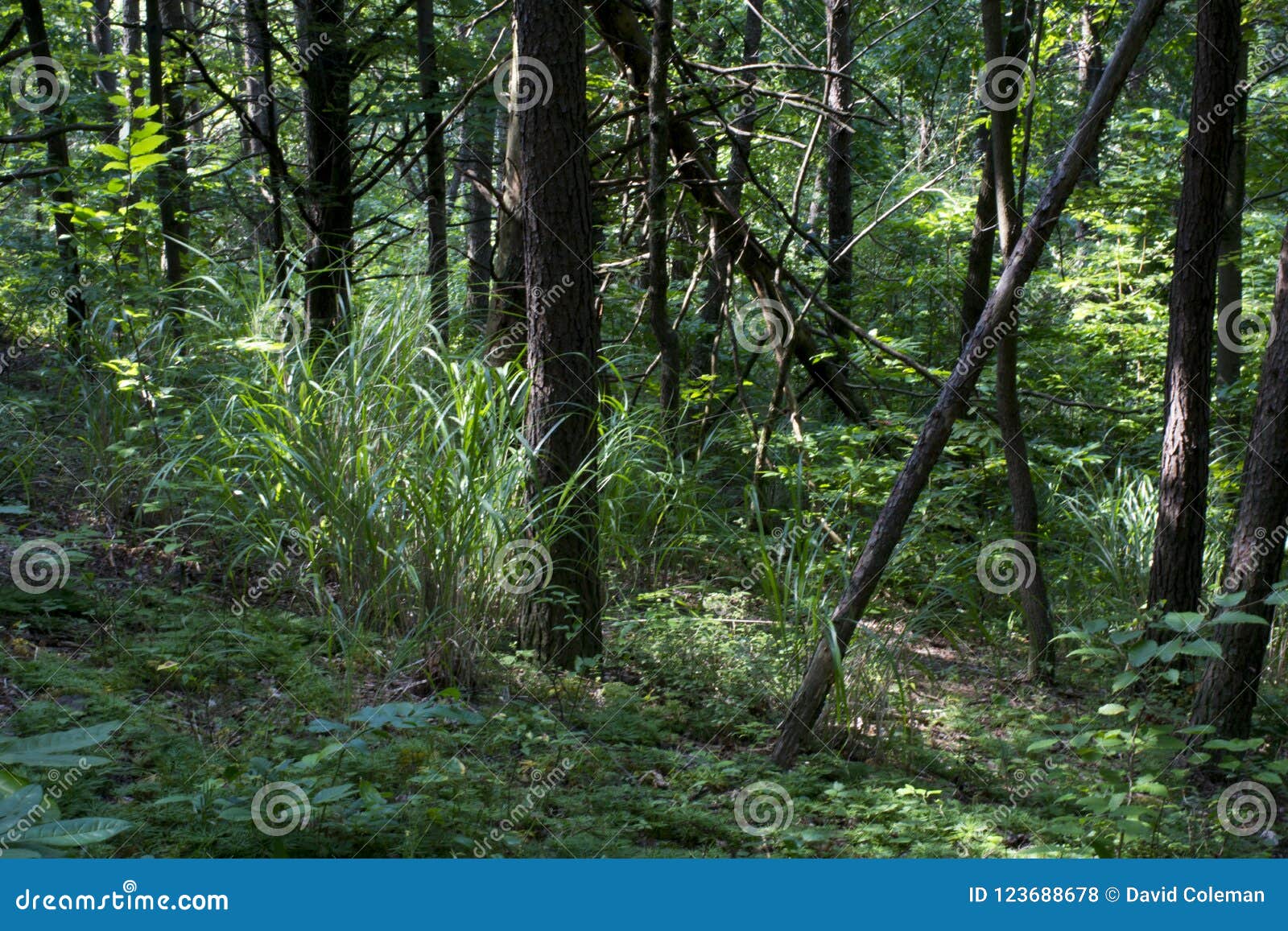 Dense patch of tall grass stock photo. Image of sunlight - 123688678