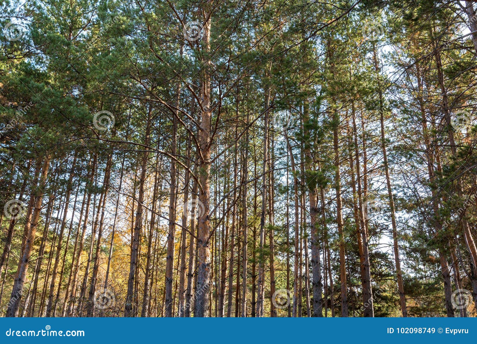 Dense pine forest stock image. Image of sunlight, green - 102098749
