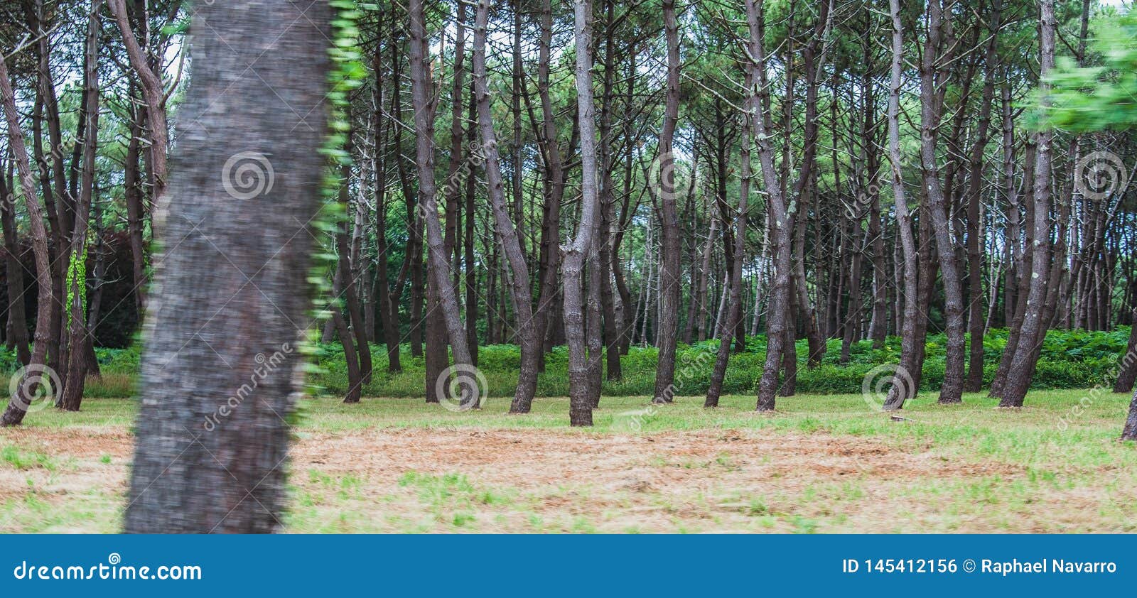 Dense Pine Forest with Bushes in the Vicinity of Carnac Stock Photo ...