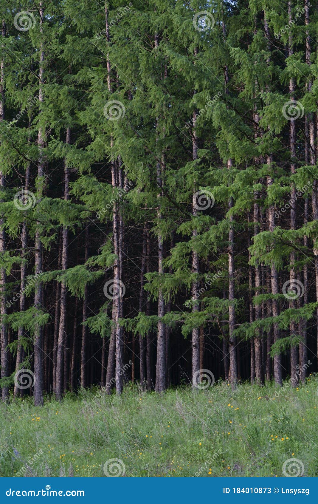 Cultivated trees stock image. Image of farms, pine, plants - 184010873