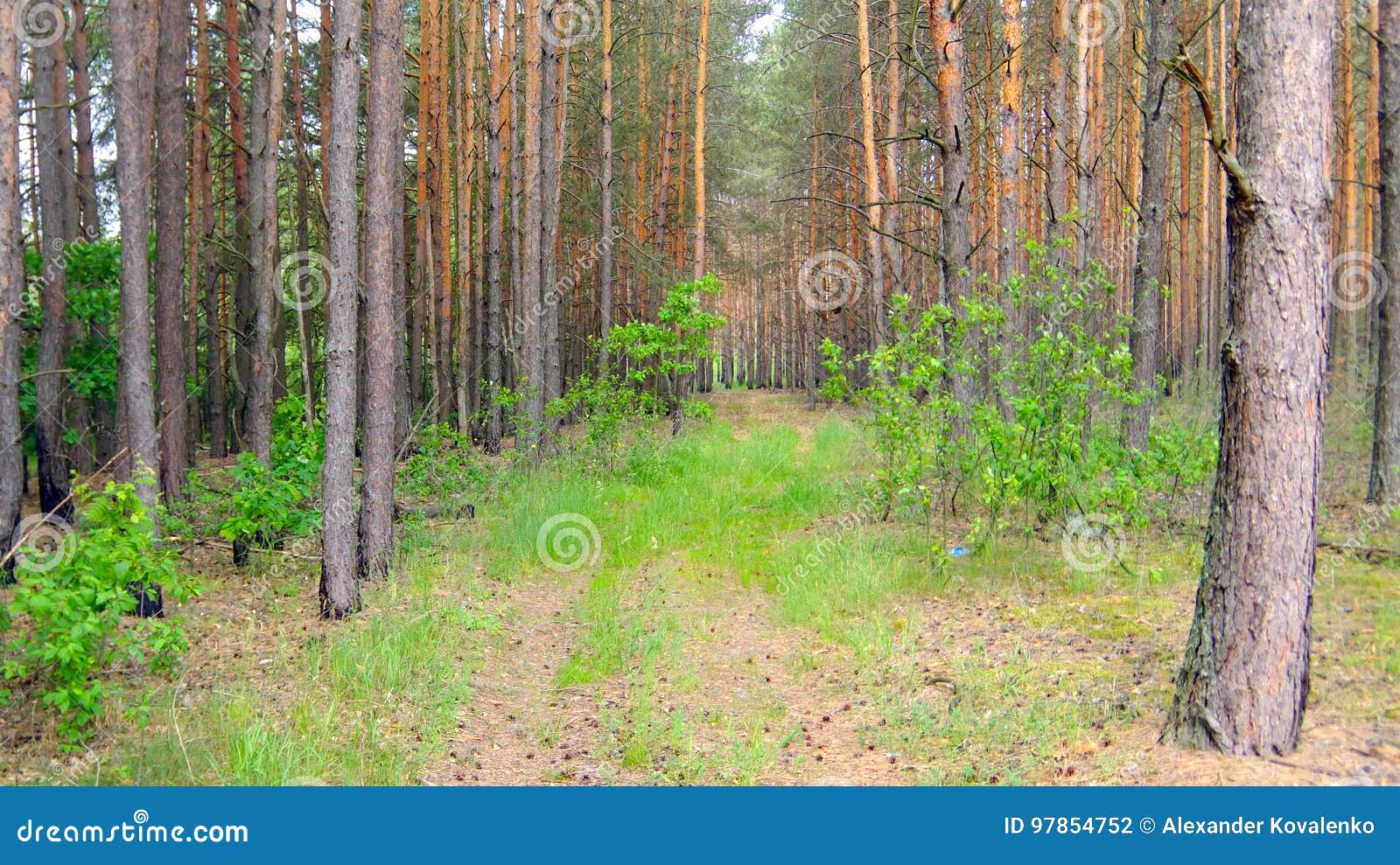 Dense, pine forest stock photo. Image of park, wood, scene - 97854752