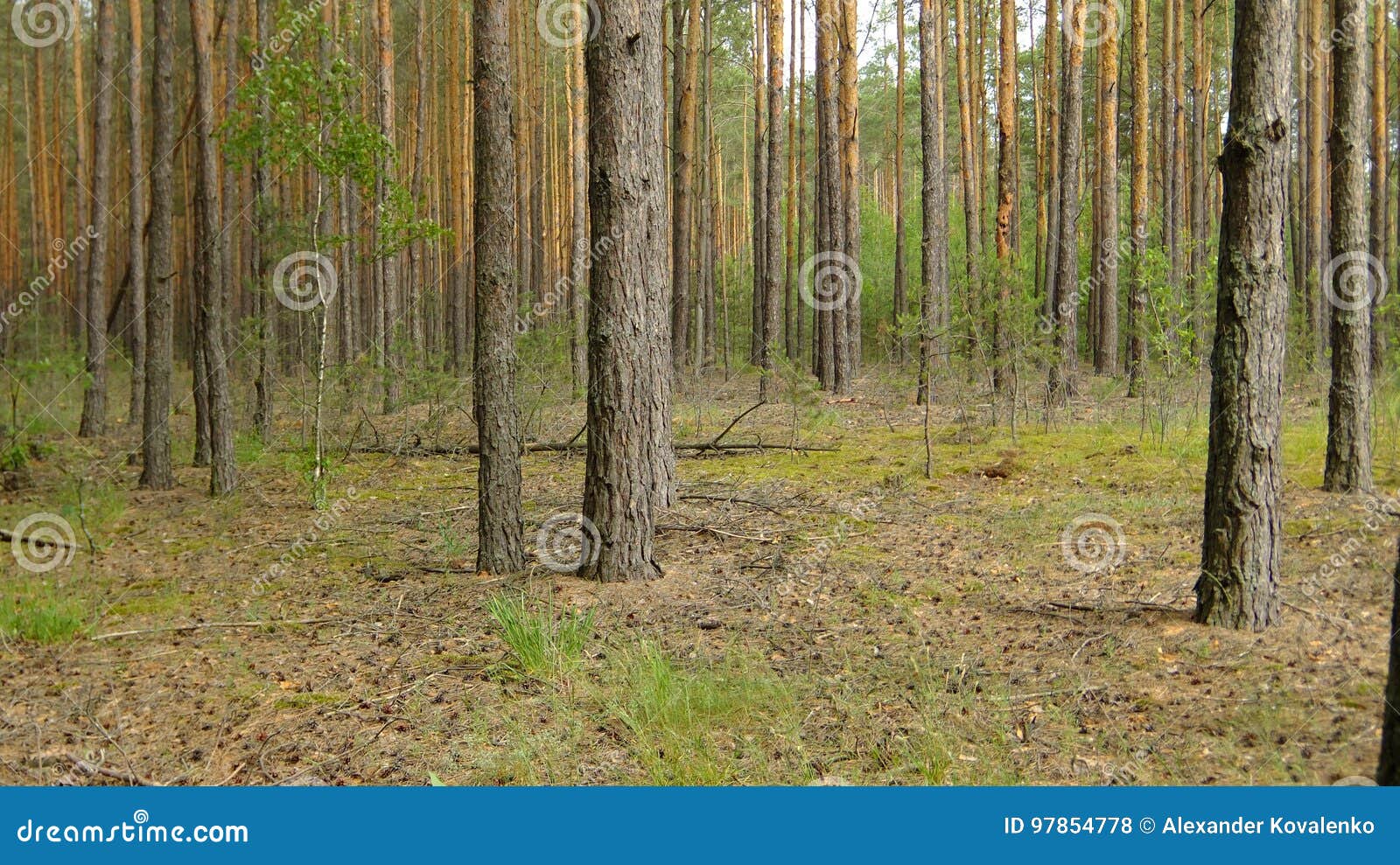 Dense, pine forest stock photo. Image of forest, dark - 97854778