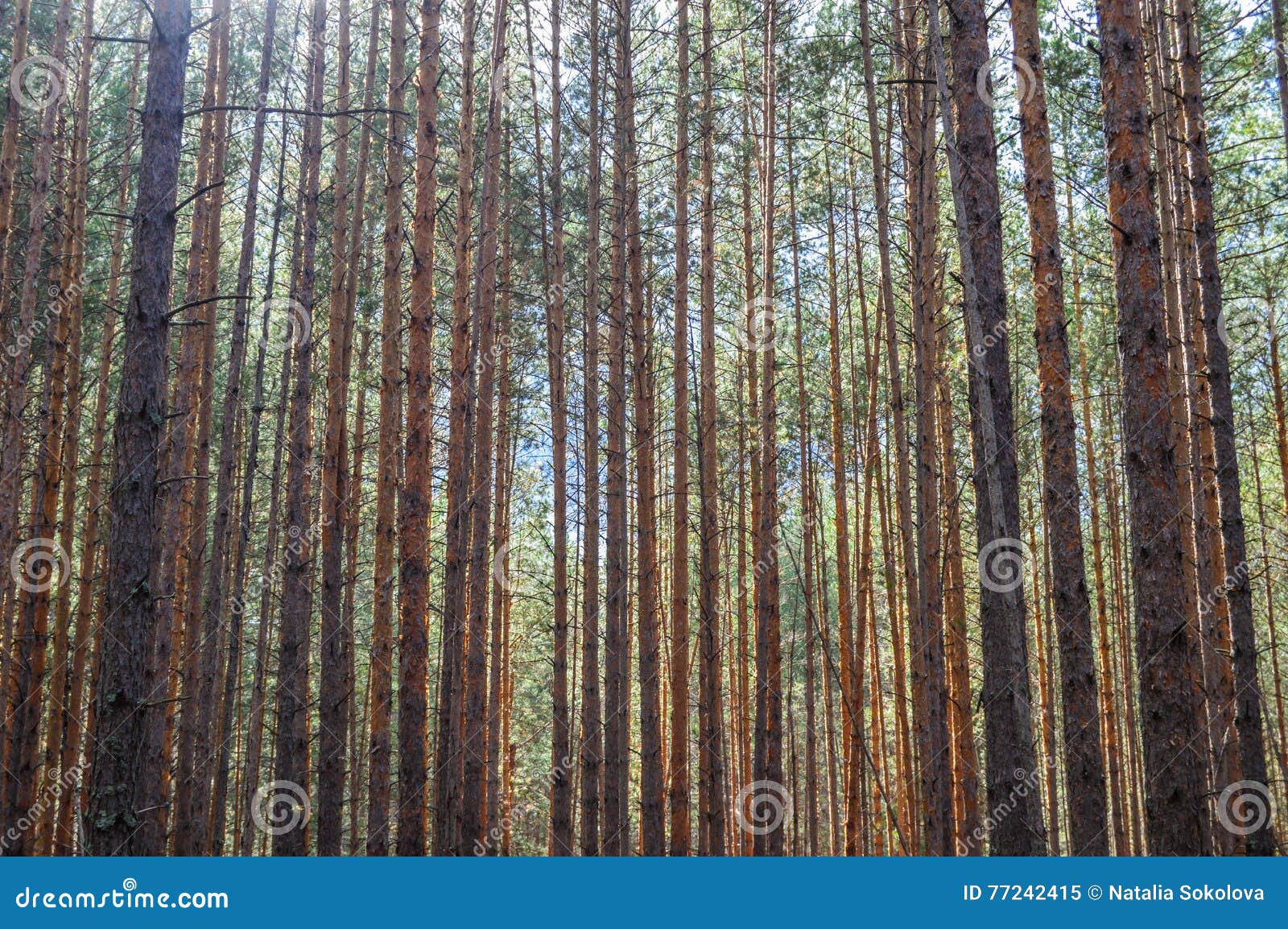 Dense pine forest. stock image. Image of artificially - 77242415