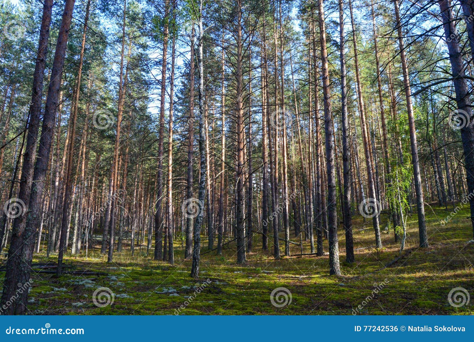 Dense pine forest. stock photo. Image of close, pines - 77242536