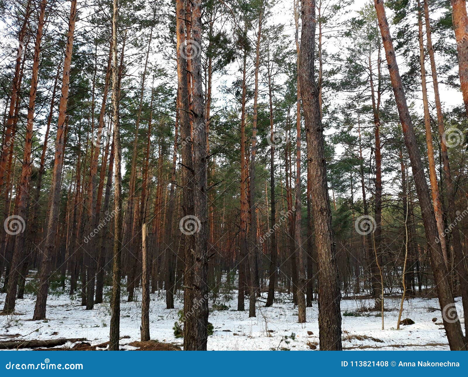 A Dense Pine Forest in the Spring. Stock Photo - Image of outdoor ...