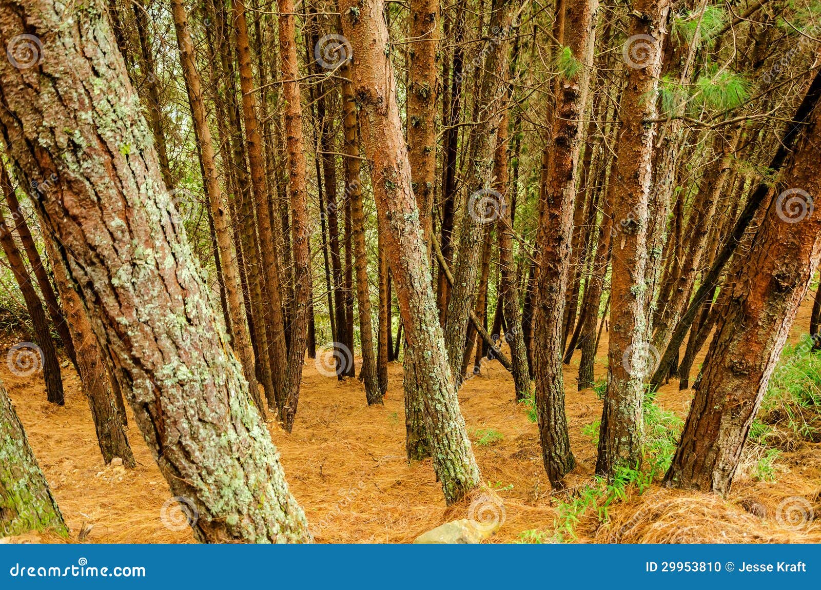 Dense Pine Tree Forest stock photo. Image of nature, woodland - 29953810