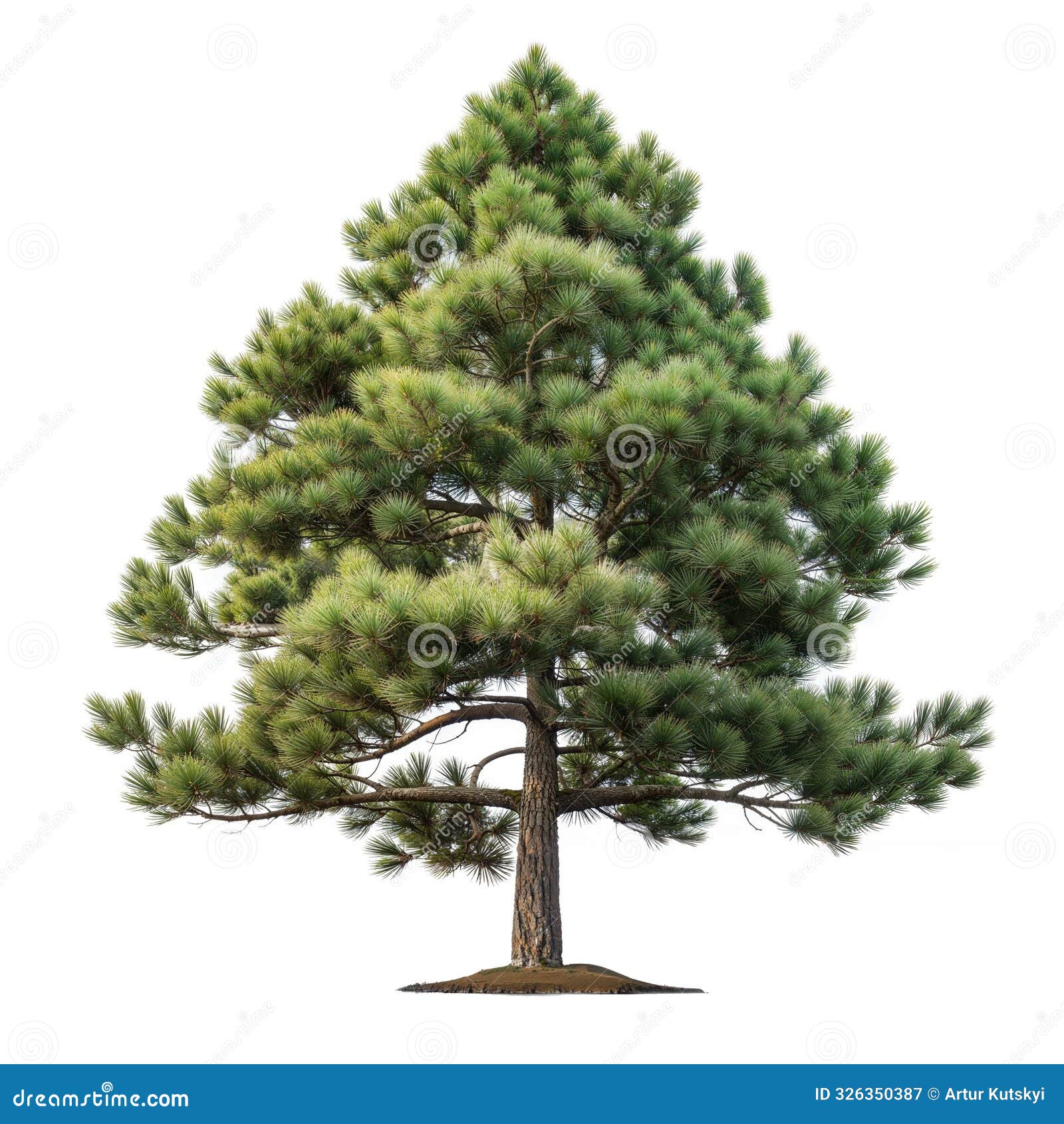 Dense Pine Tree Isolated stock image. Image of realistic - 326350387