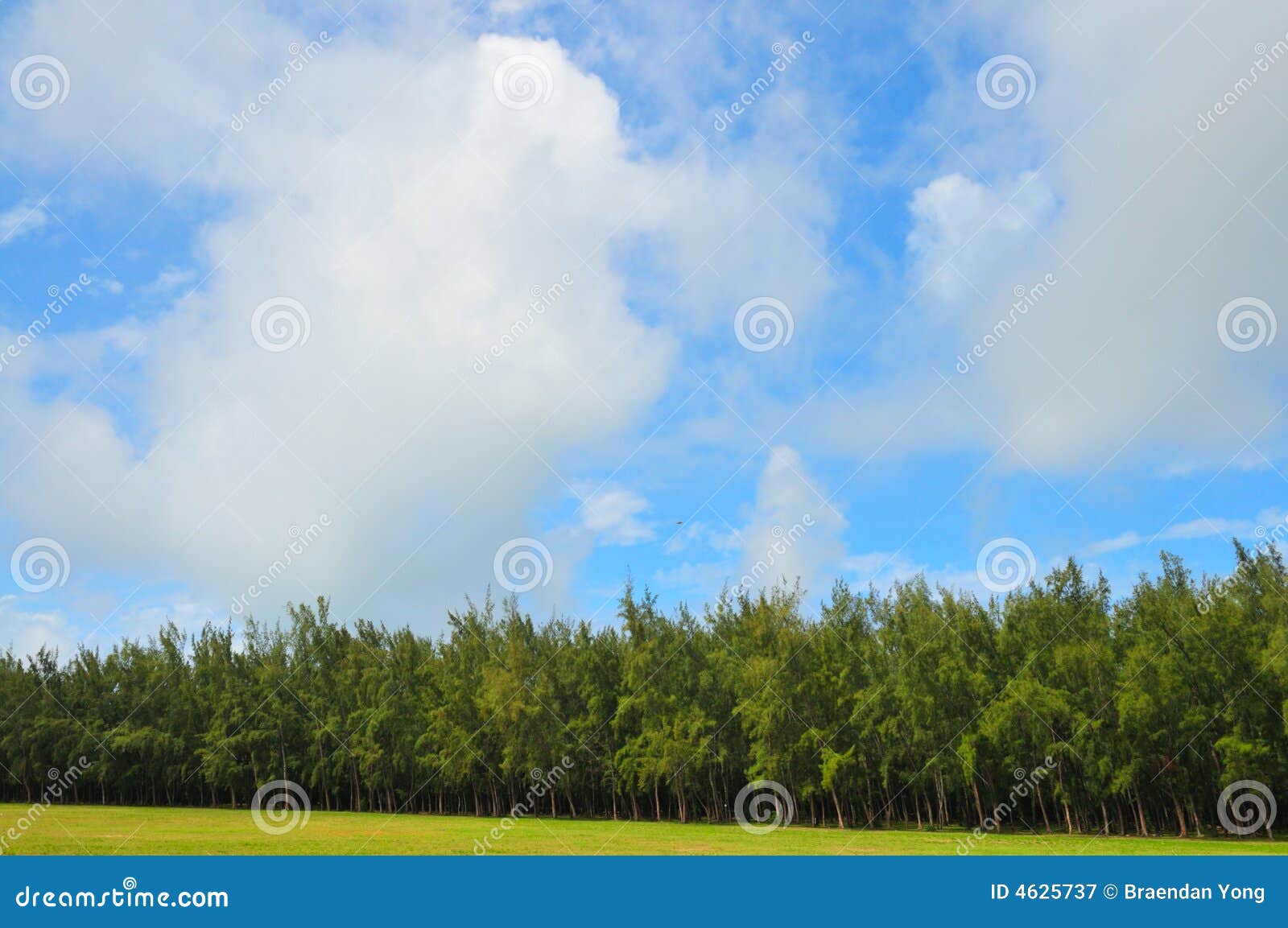 Dense Pine Trees stock image. Image of resort, dense, holiday - 4625737