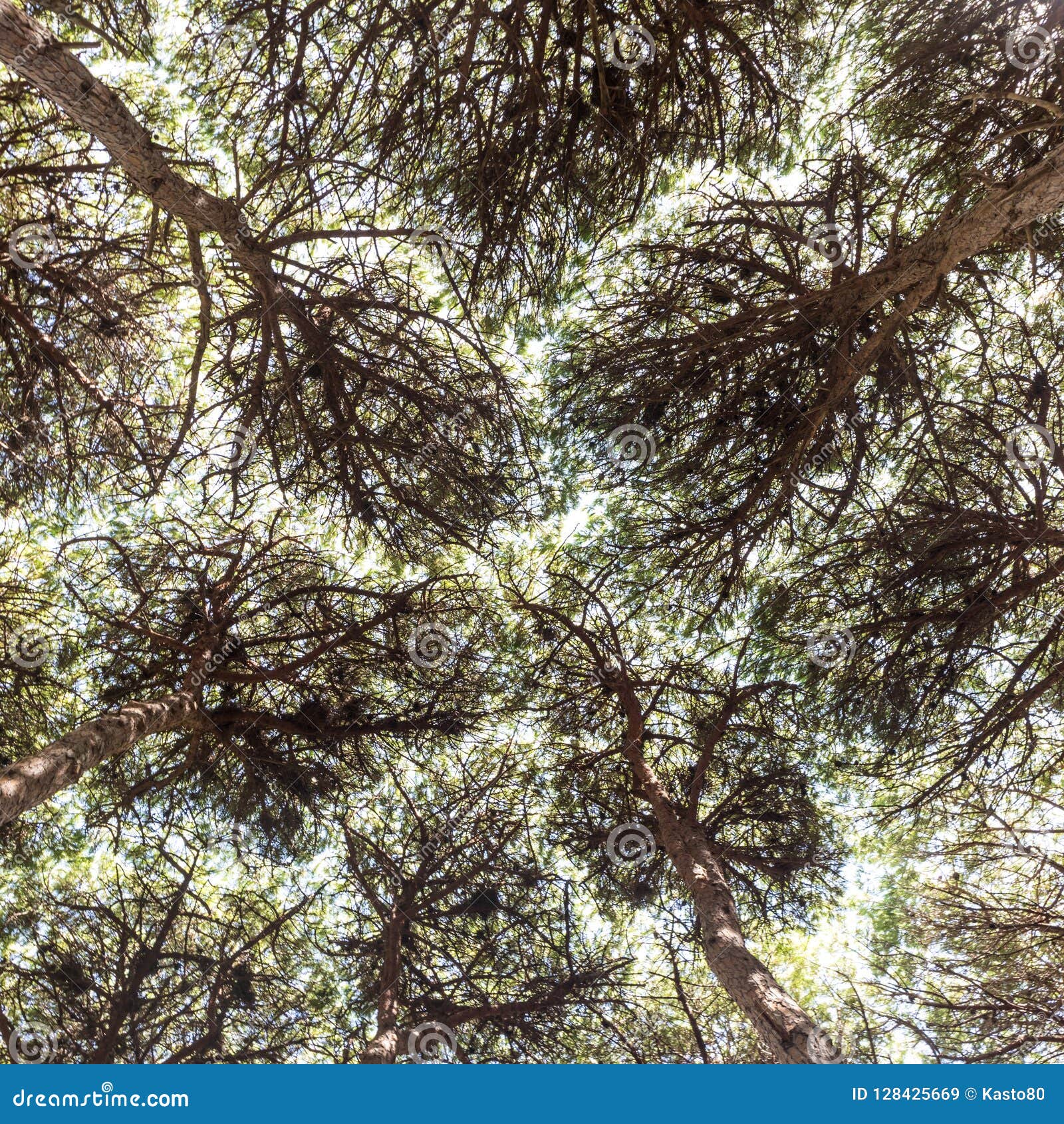 Dense Pine Trees Forest Texture Stock Image - Image of forest, tall ...