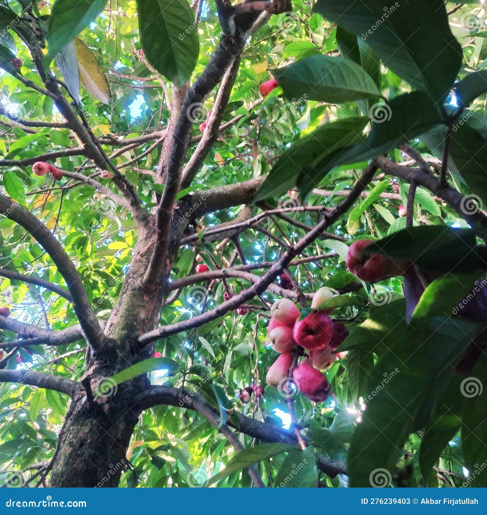 Dense pink guava tree stock image. Image of twig, nature - 276239403