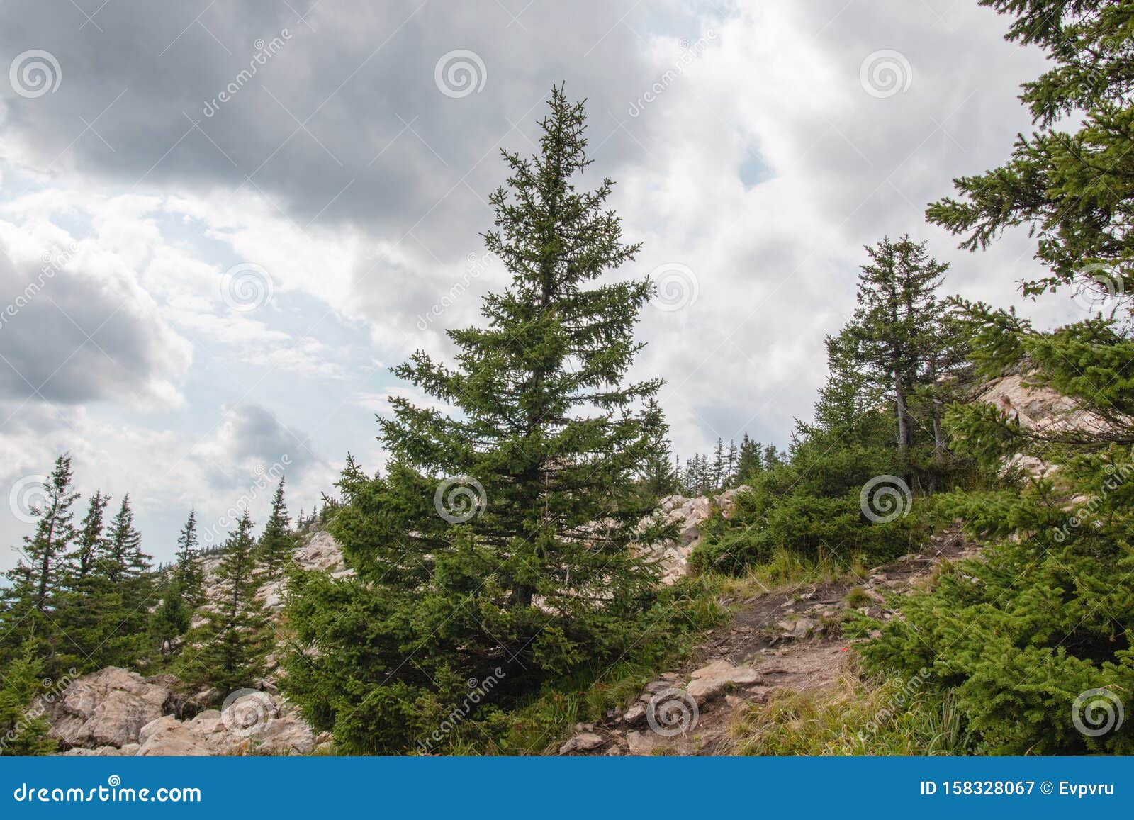Pristine, Untouched Forest in the Highlands Stock Image - Image of ...