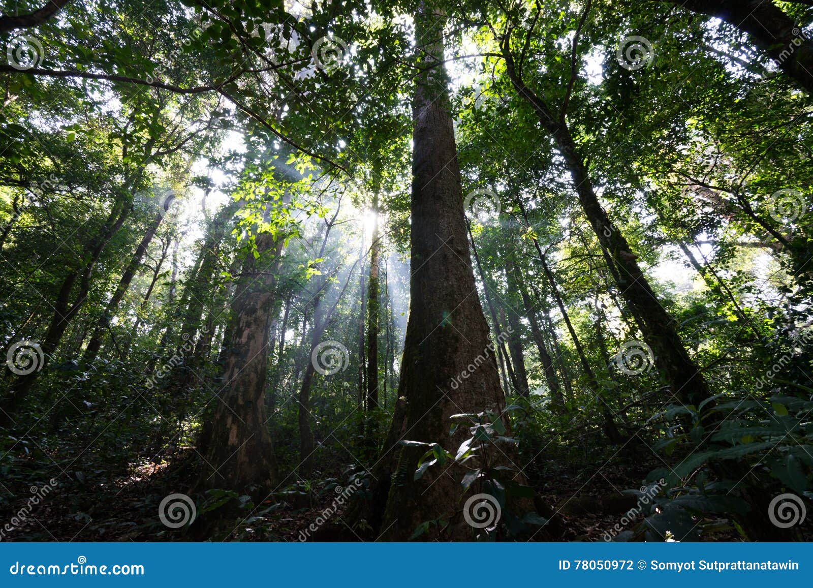 Dense rain forest stock photo. Image of green, route - 78050972