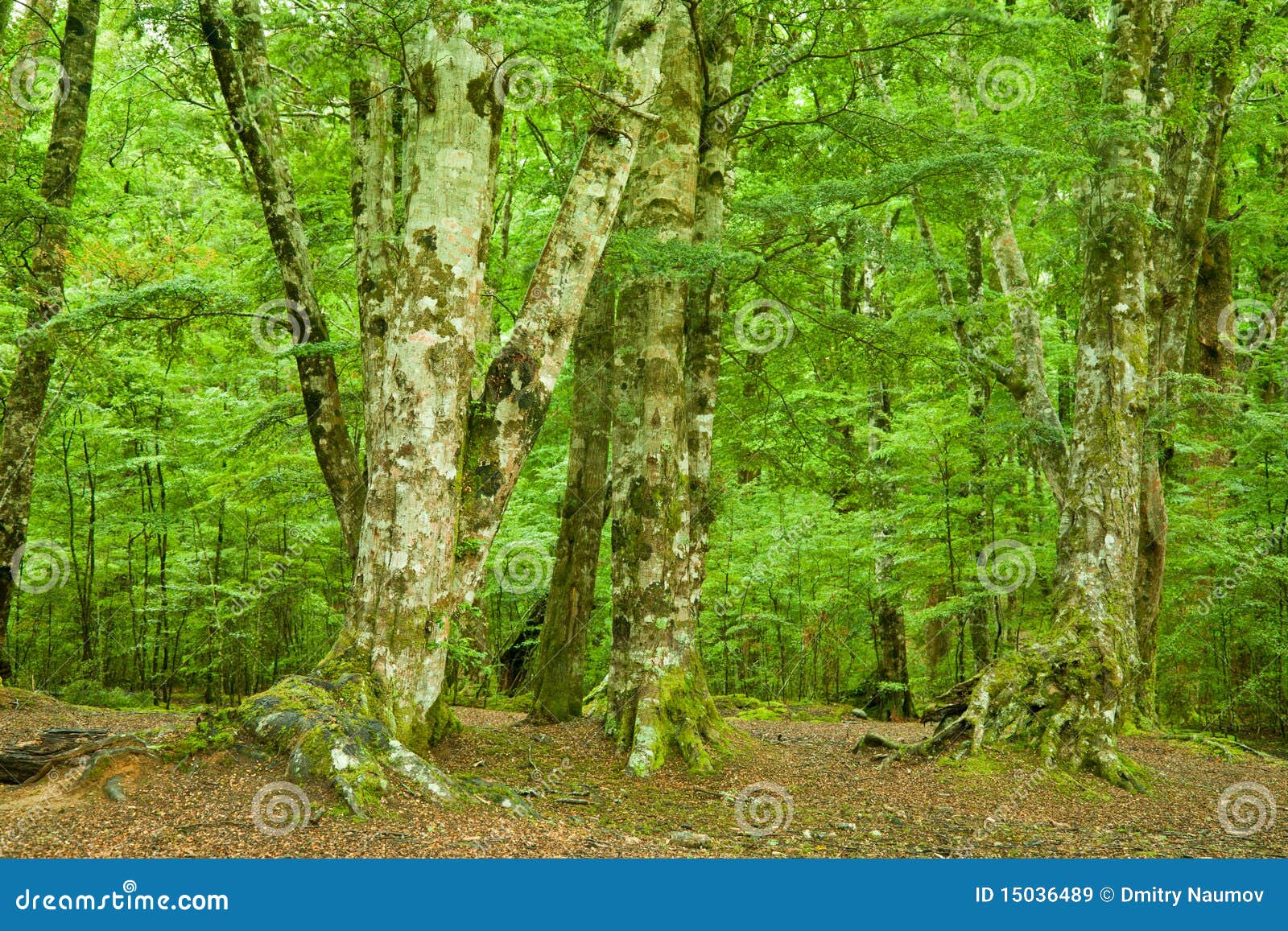 Dense Rainforest stock image. Image of background, temperate - 15036489