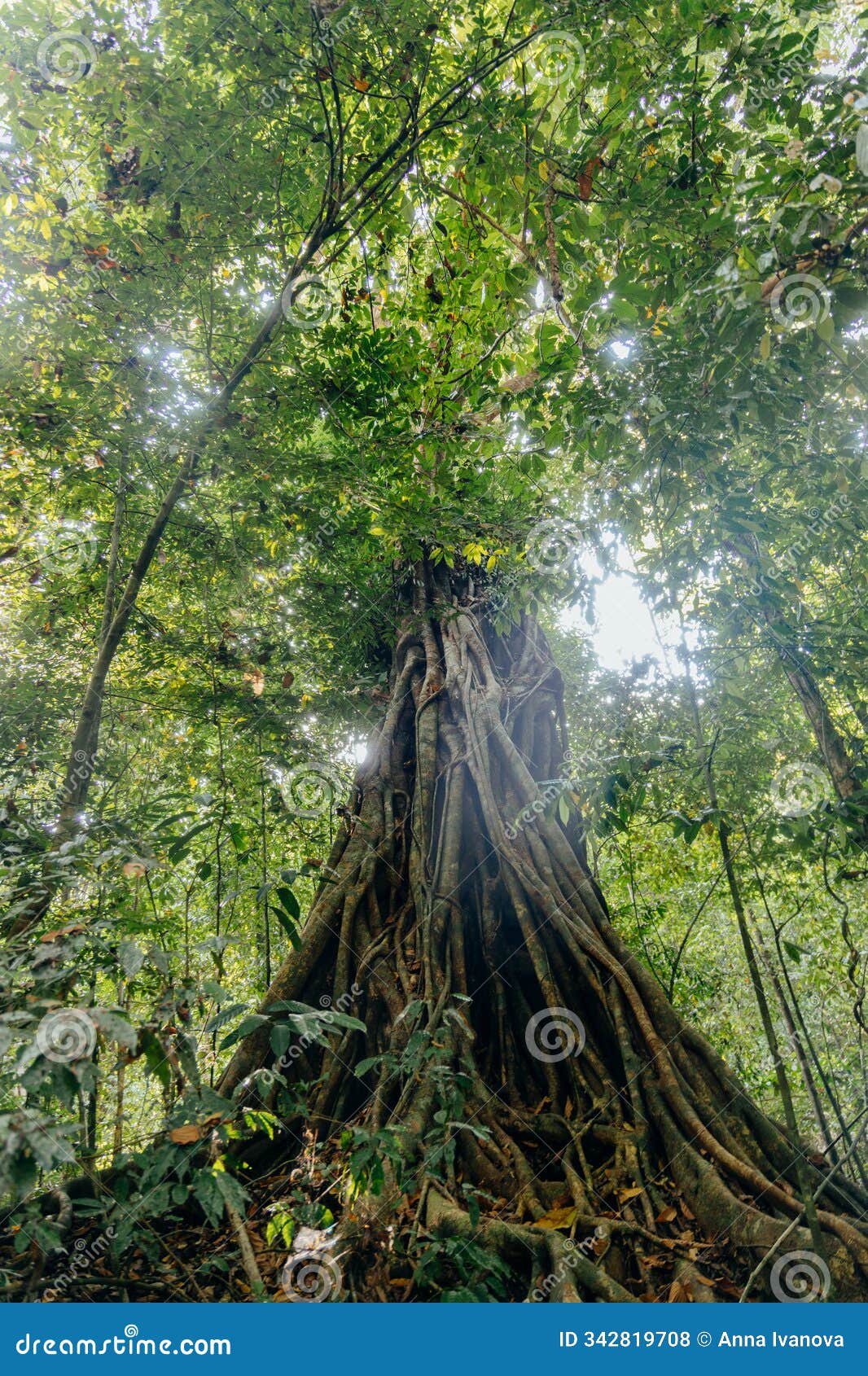 In a Dense Rainforest, a Towering Tropical Tree Showcases Its Expansive ...