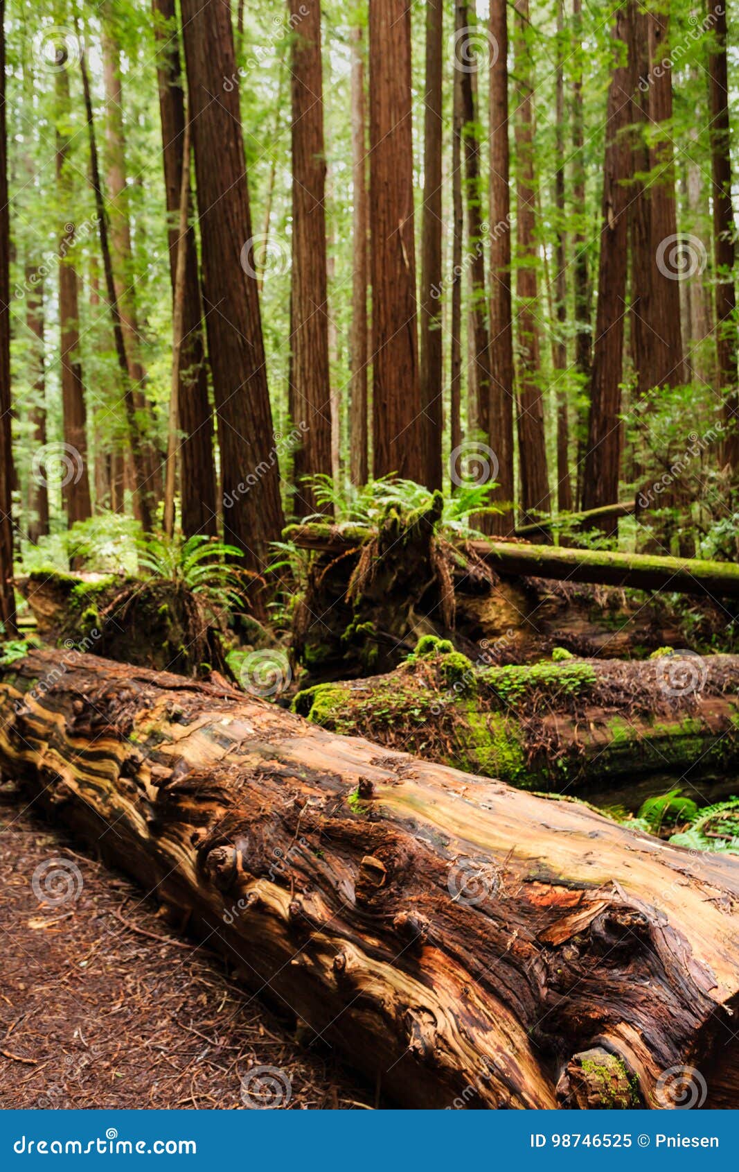 Dense Redwood Forest with Several Large Fallen Tree Trunks and Logs ...