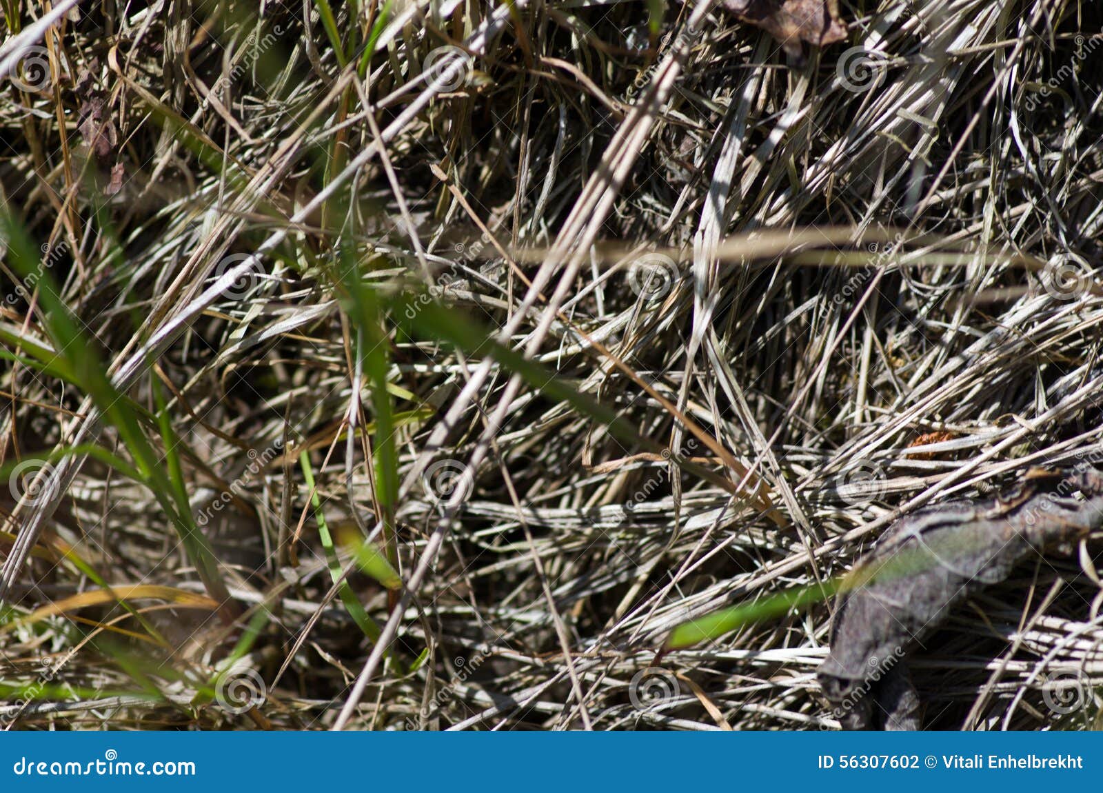 Dense, Scary and Wild Forest, the Ground Covered with Green Moss Stock ...