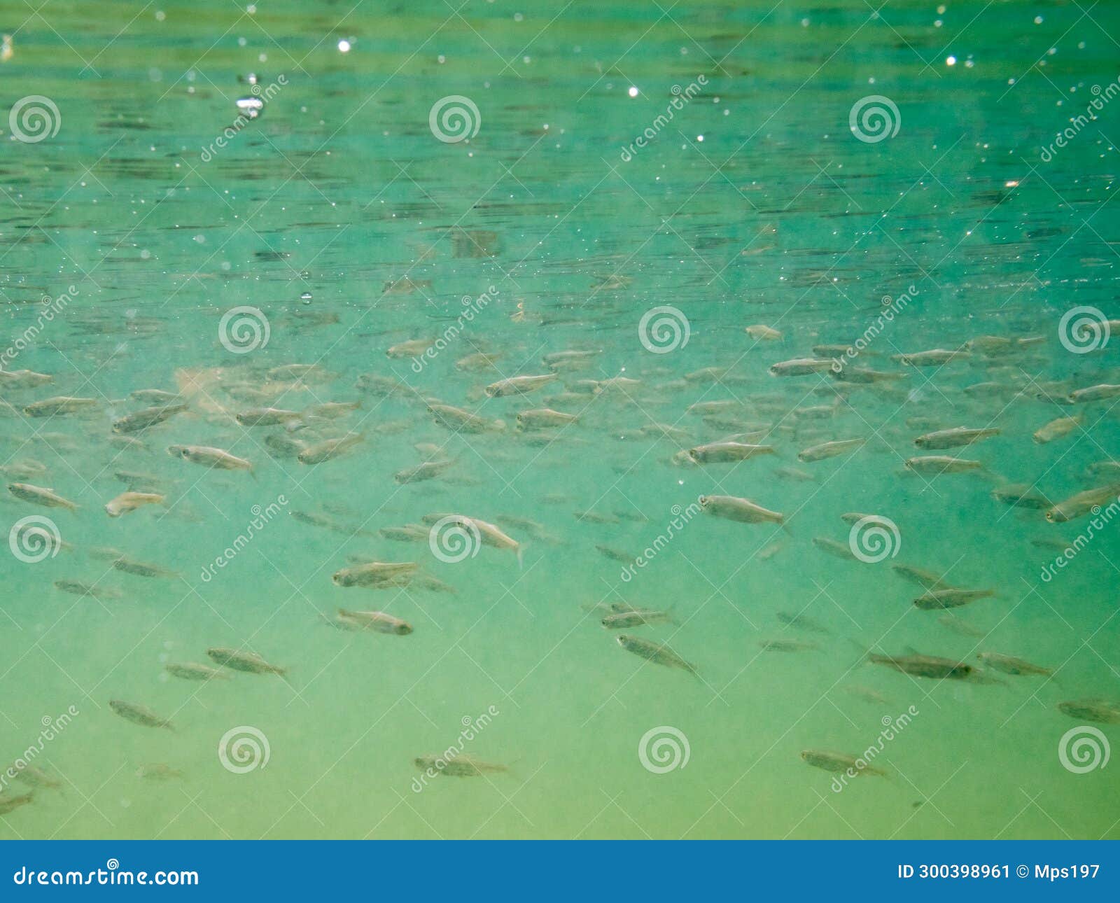 Dense School of Small Perch Fish with Plankton Stock Image - Image of ...