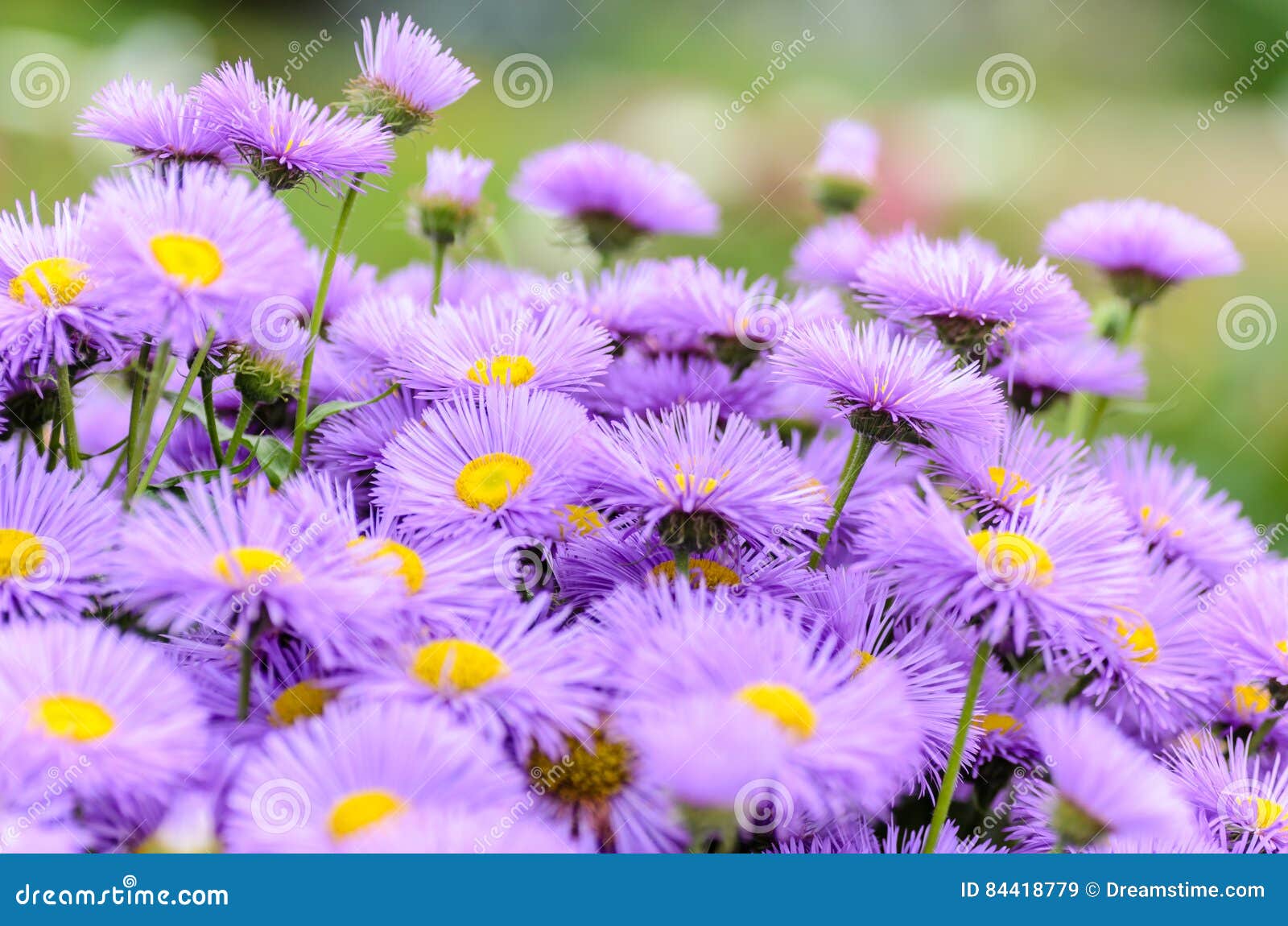 Dense shrub aster stock image. Image of florescence, garden - 84418779