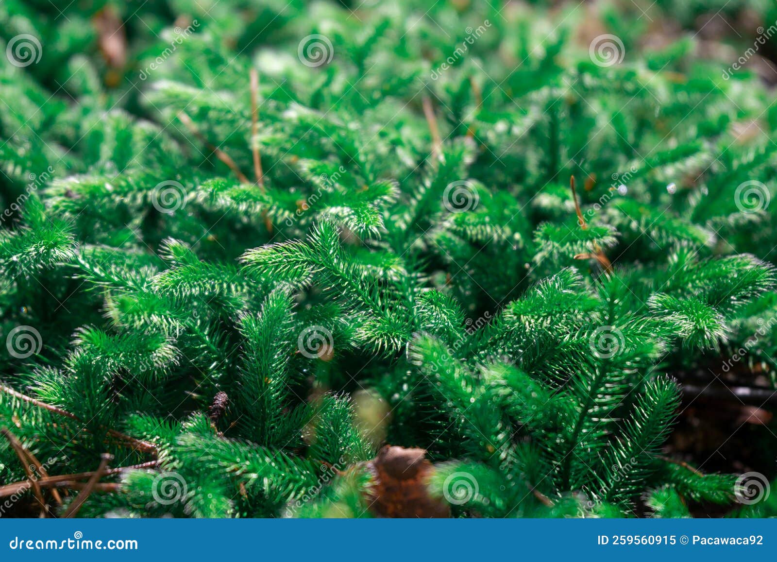 Dense Soft Sphagnum Moss of Rich Green Color Stock Image - Image of ...