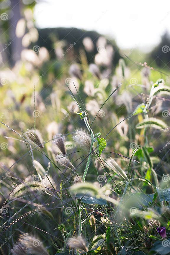 The Dense Staggered Growth of Setaria and Chloris Stock Photo - Image ...