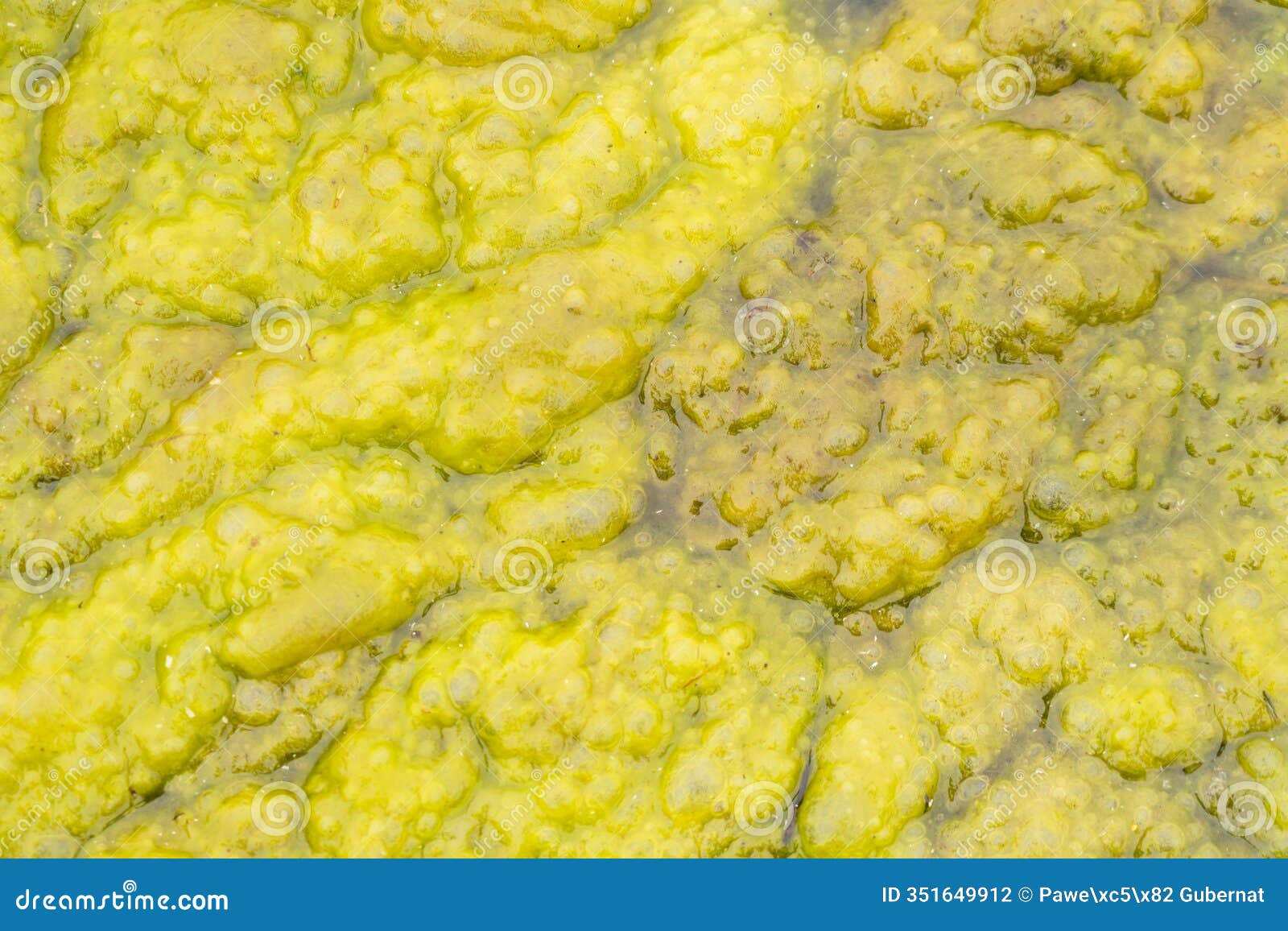 Dense Structure of Green Slimy Algae in a Water Reservoir - Texture ...