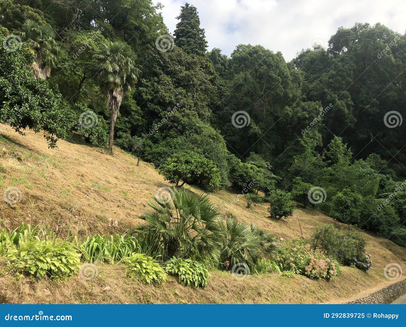 Dense Subtropical Forest with Different Types of Trees and Plants ...