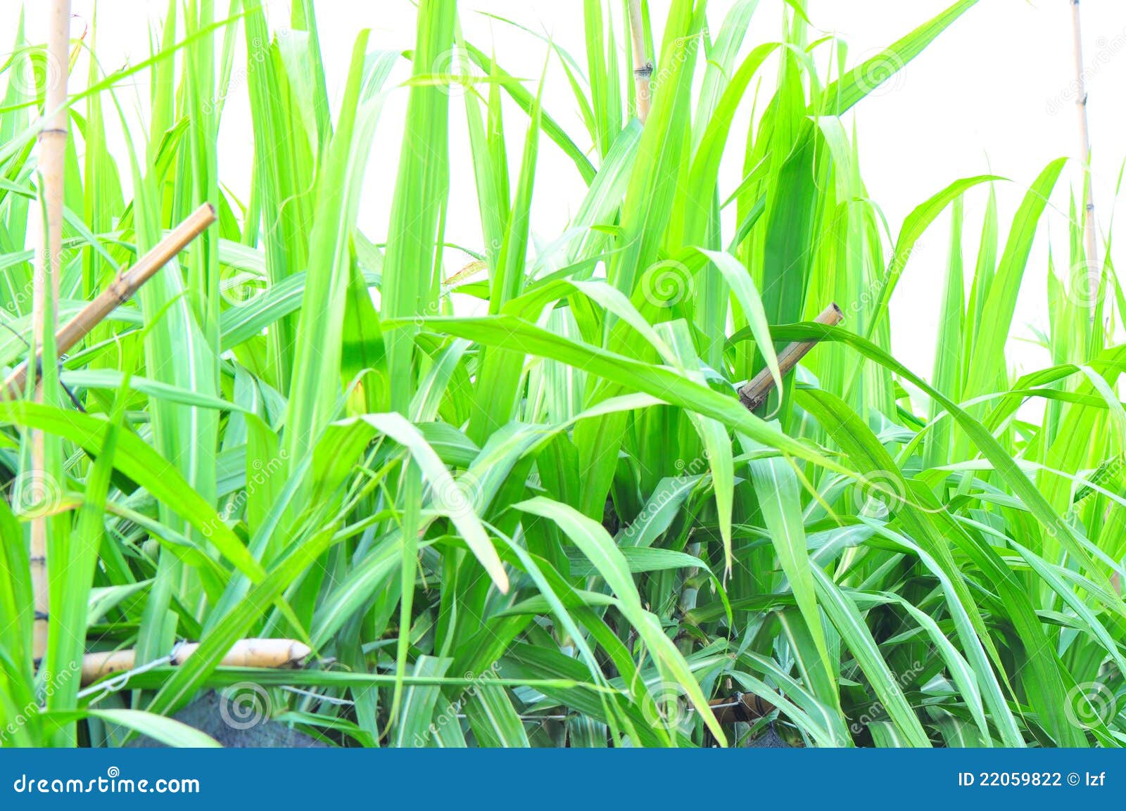 Dense sugar cane leaves stock photo. Image of dense, cane - 22059822