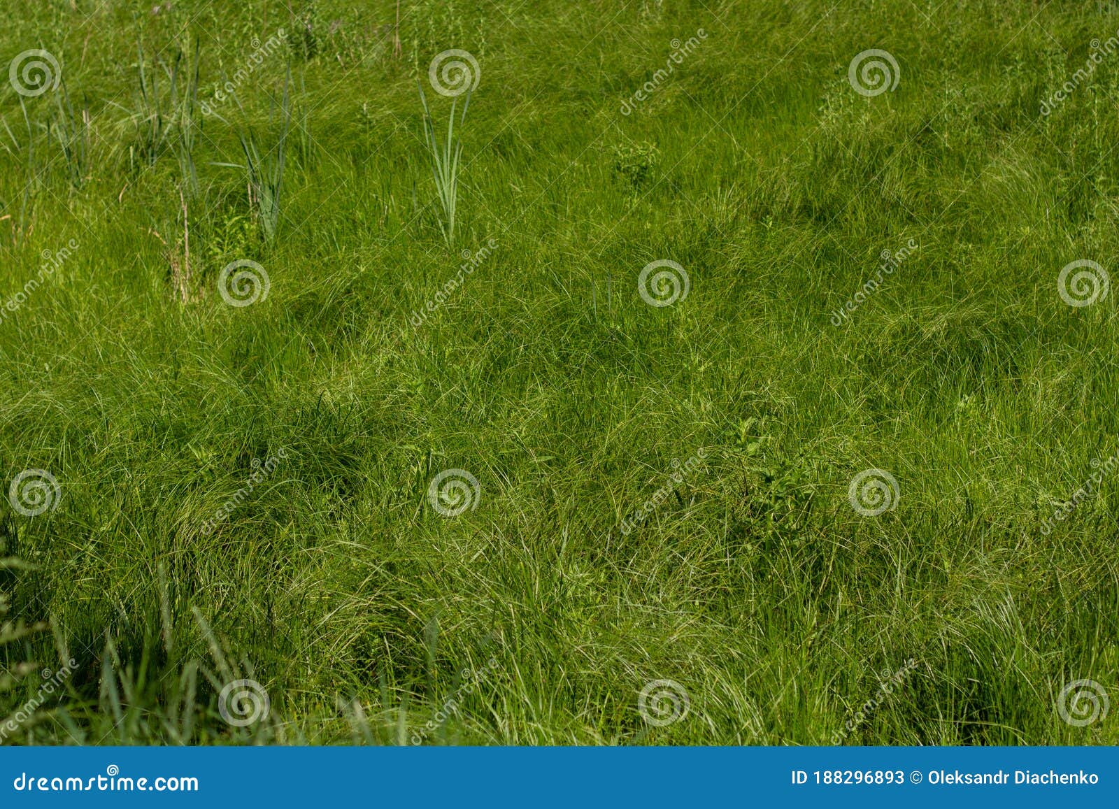 Dense Tall Green Grass in the Meadow Stock Image - Image of foliage ...