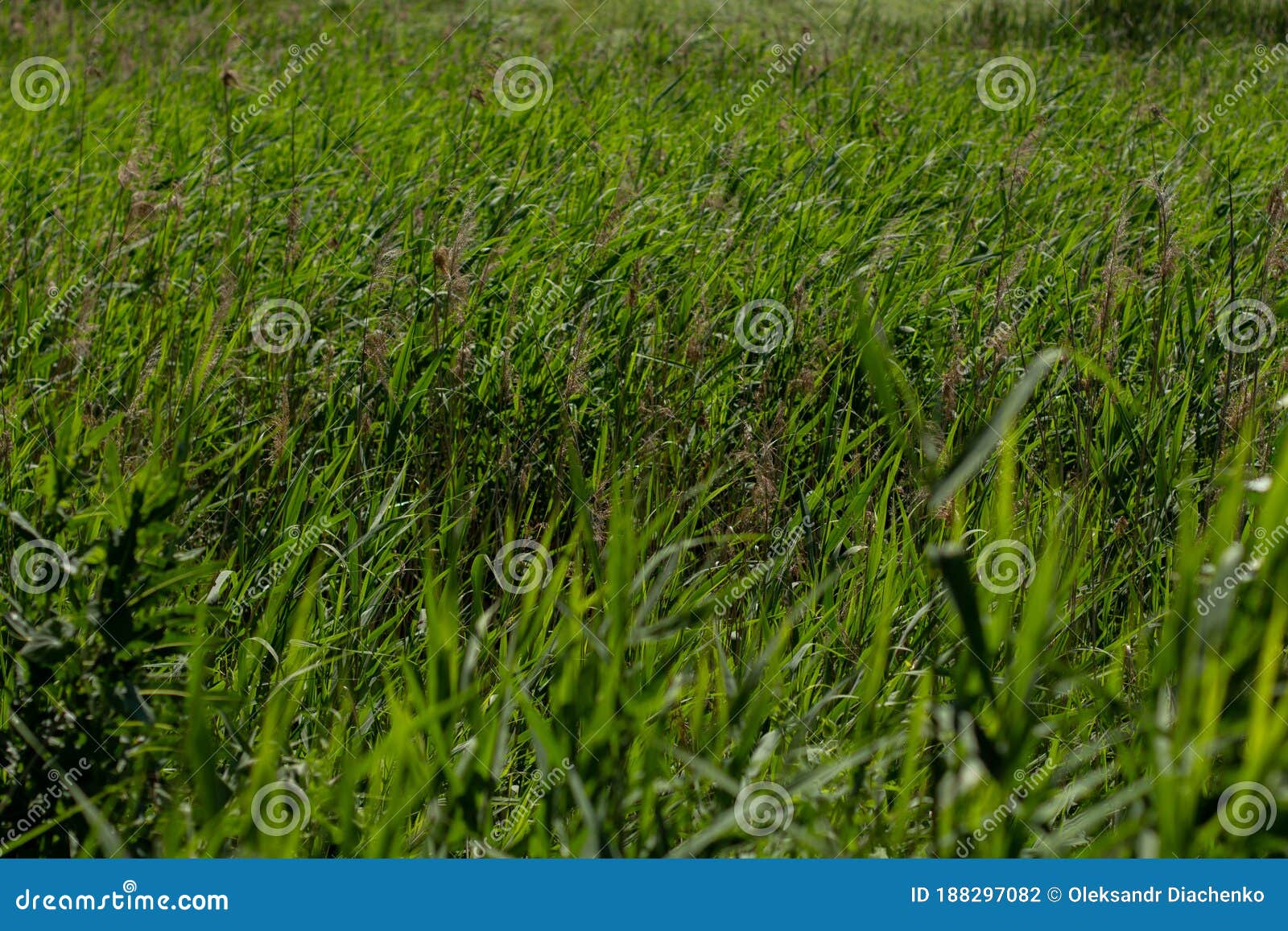Dense Tall Green Grass in the Meadow Stock Photo - Image of farm, grass ...