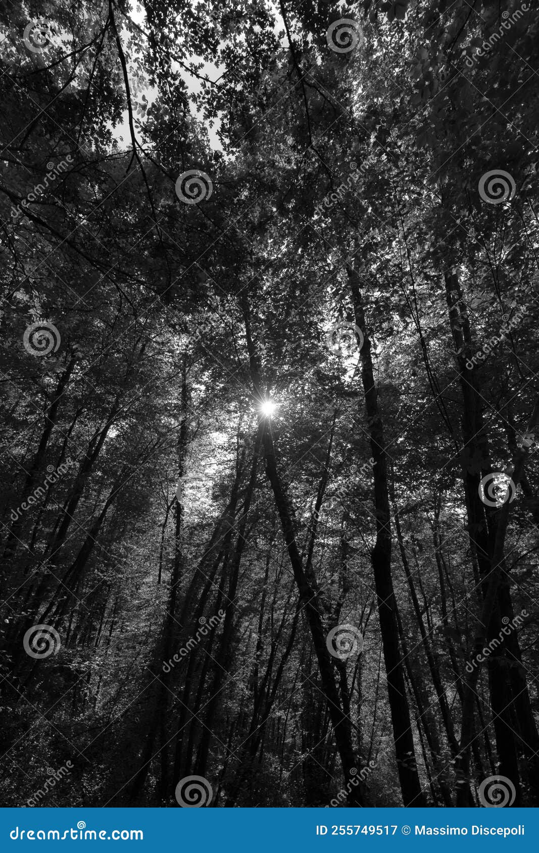 Dense Tall Trees with Sun Filtering through the Leaves Stock Image ...