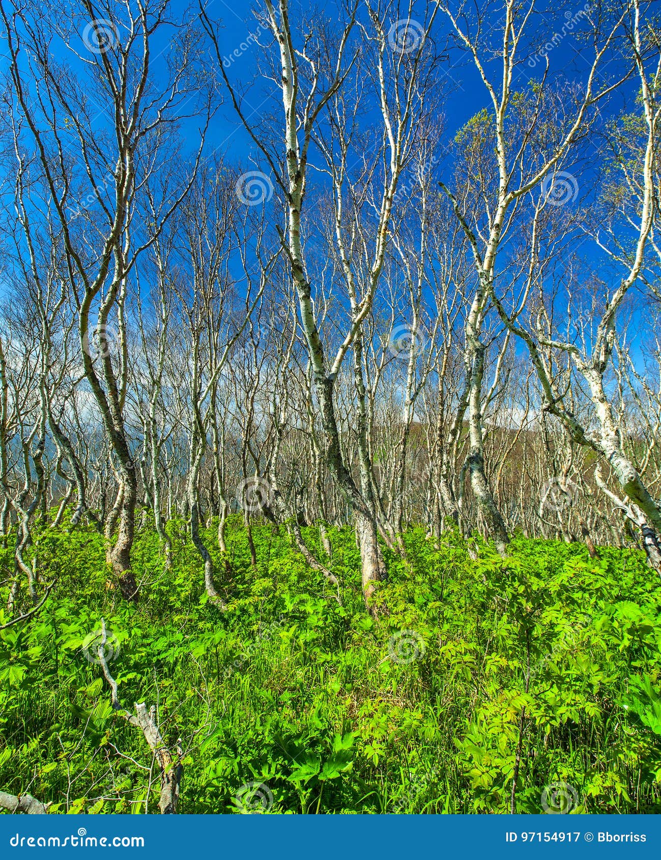 Dense Terrestrial Vegetation in the Northern Forest Stock Image - Image ...