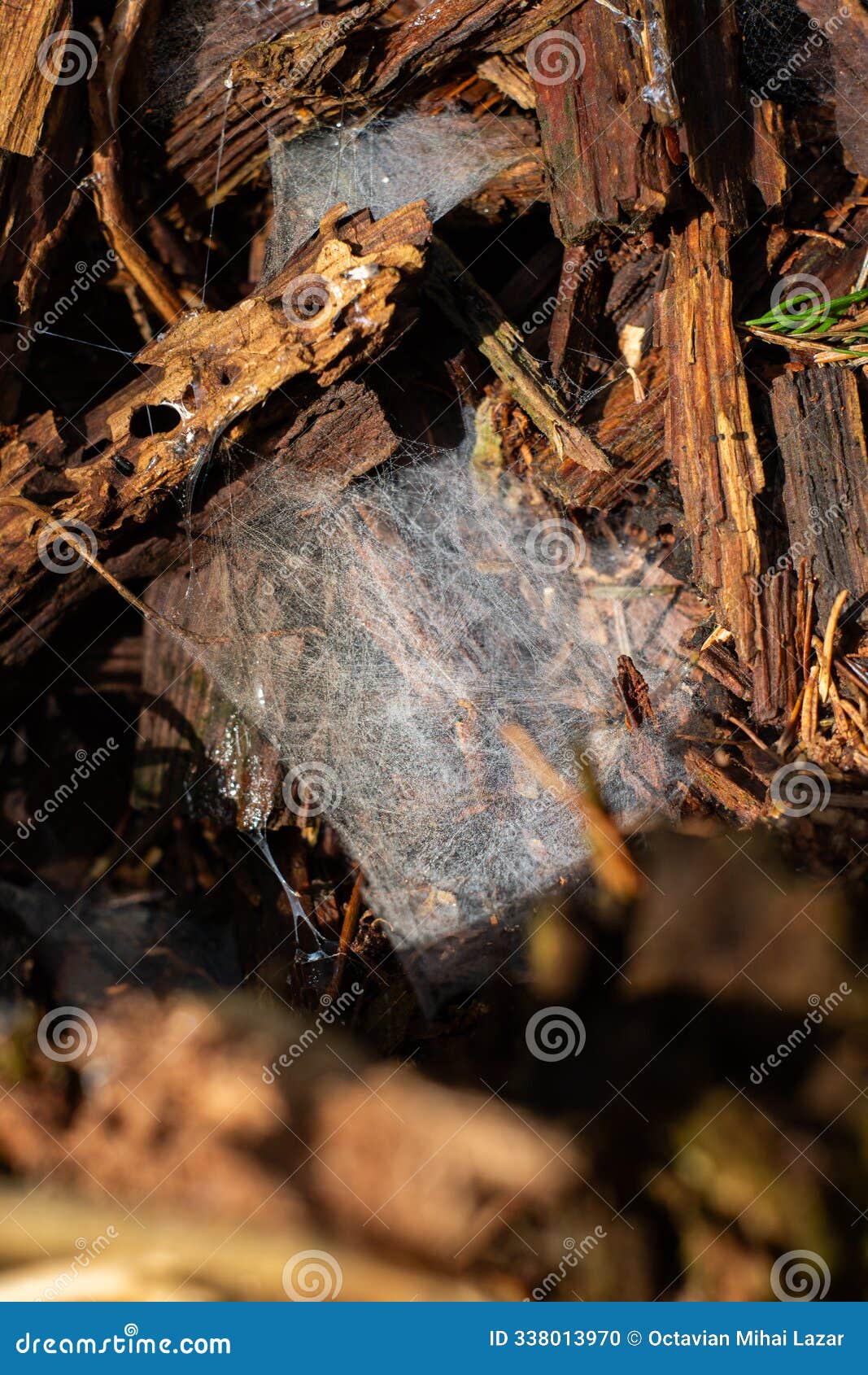 Dense, Thick Spider Web or Cobweb on a Forest Floor. Close Up Shot, No ...