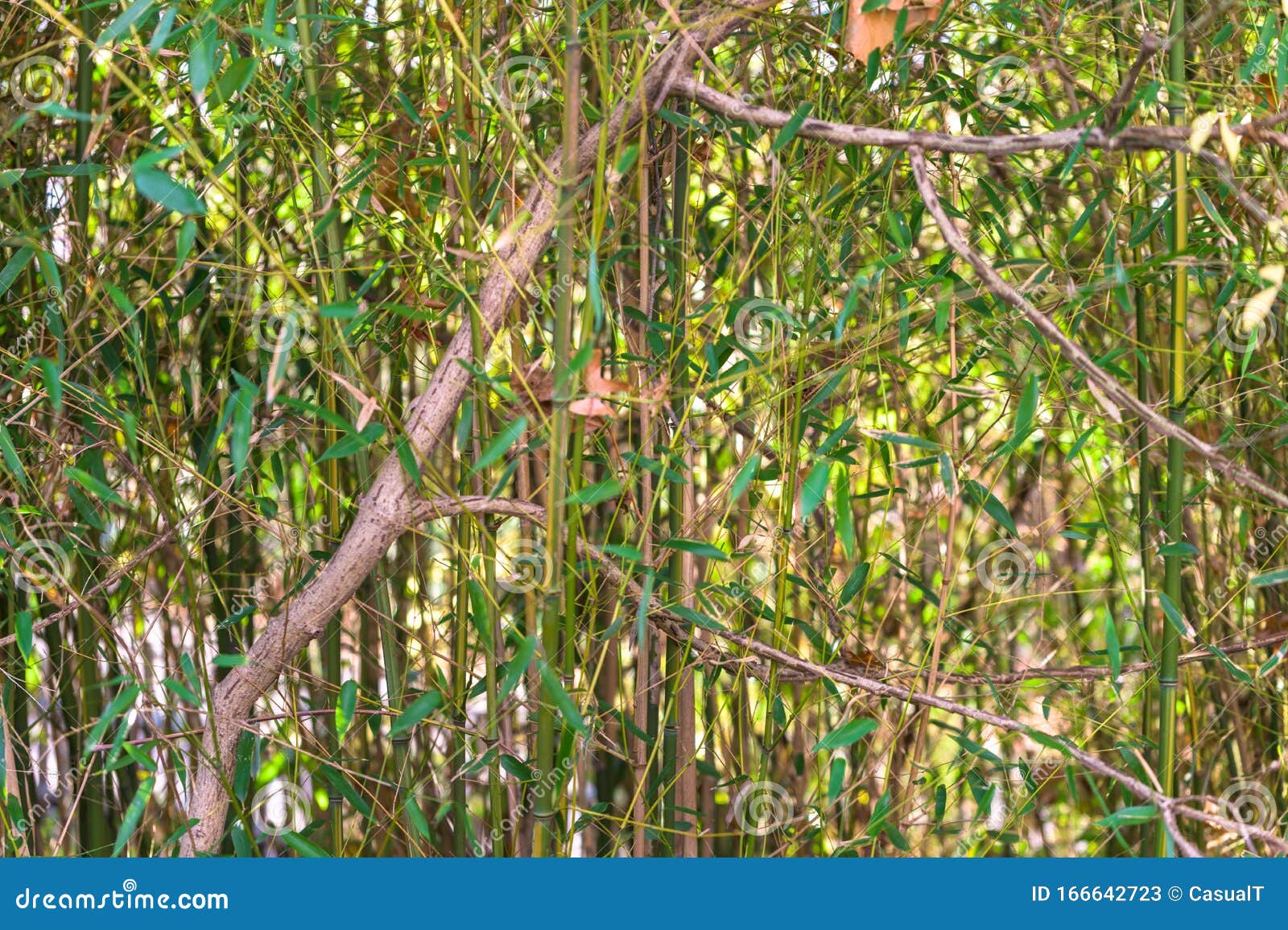 Dense Thicket In The Temperate Rainforest, North Island, New Zealand ...