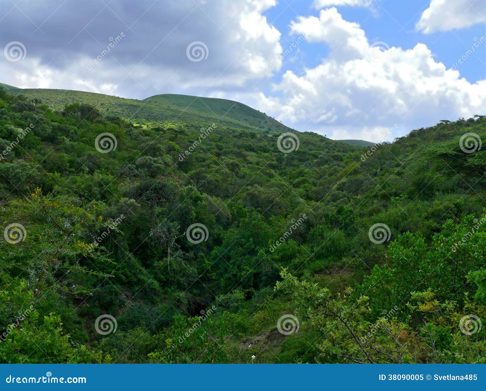 Dense Thicket of Trees. Mountains. Landscape Nature. Africa, Ethiopia ...