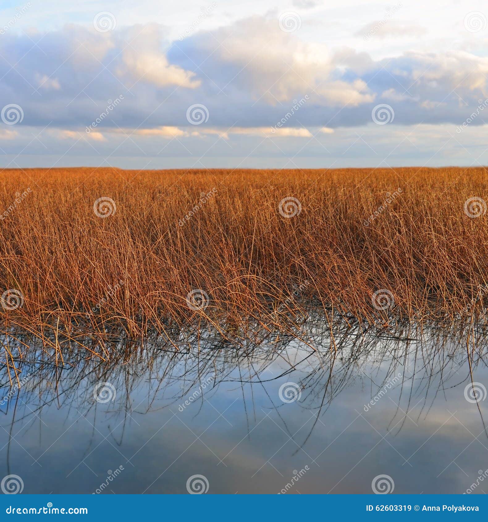 Dense Thickets of a Dry Reed Stock Image - Image of high, grass: 62603319