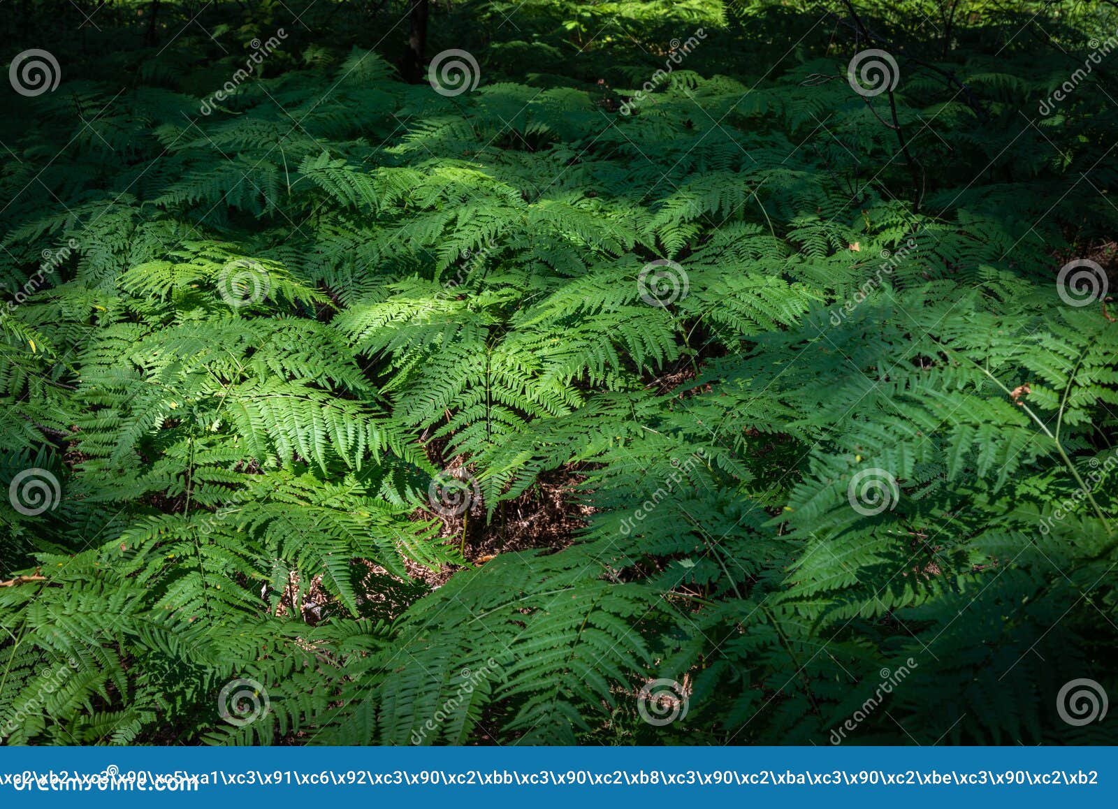 Dense Thickets of Ferns for the Background Stock Photo - Image of green ...