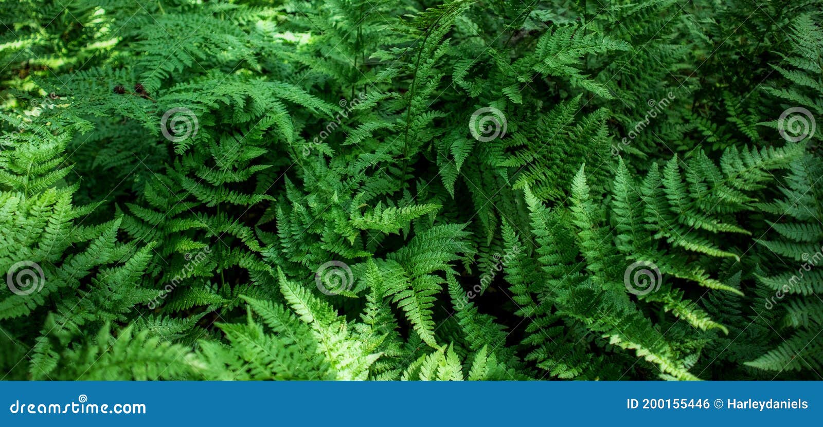 Ferns In A Forest Royalty-Free Stock Photography | CartoonDealer.com ...
