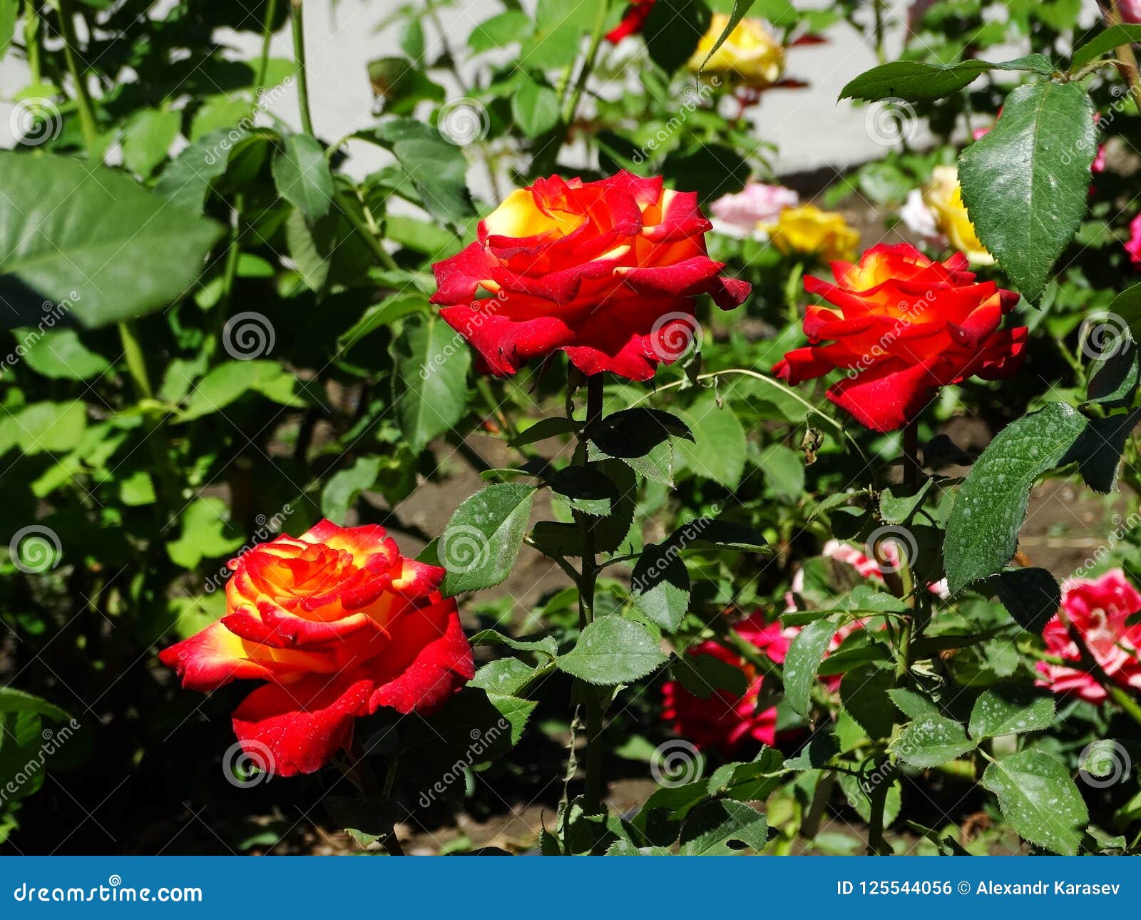 Bushes of Multi-colored Roses Stock Photo - Image of floral, bright ...
