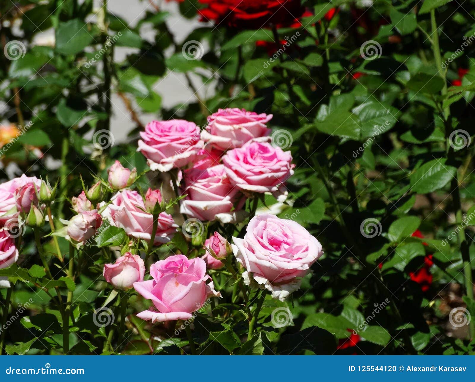 Bushes of Multi-colored Roses Stock Photo - Image of rose, flora: 125544120